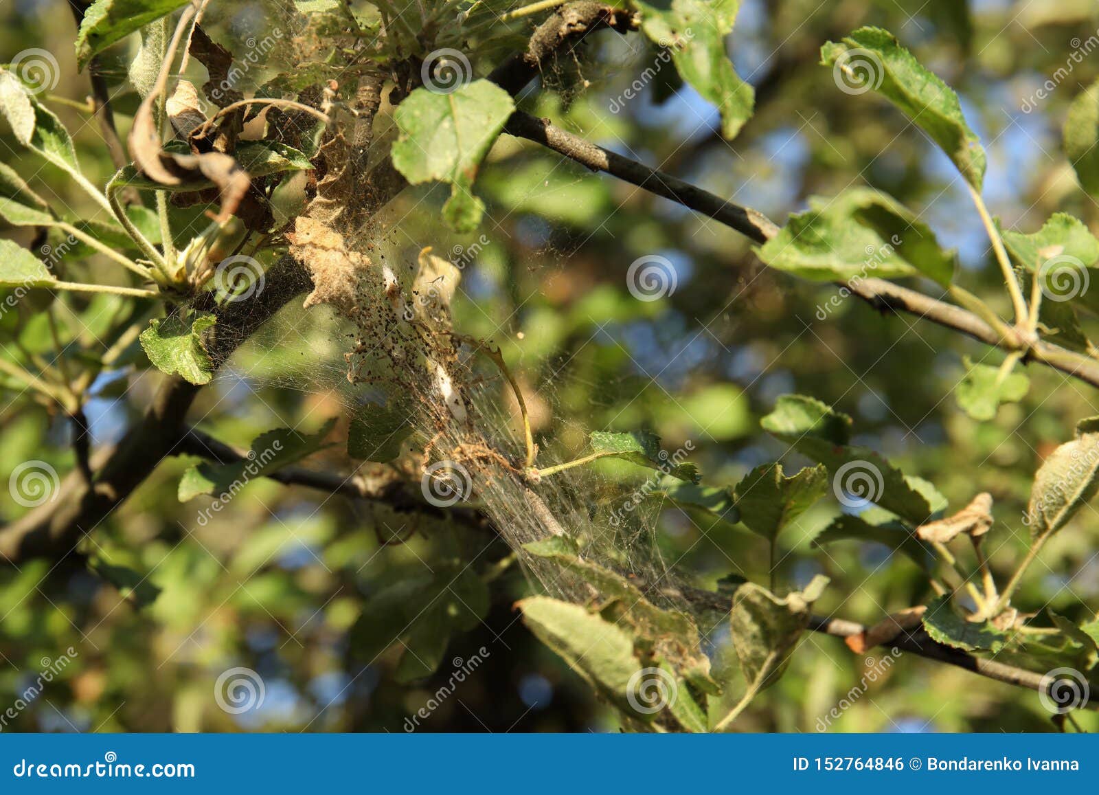 The Branches of the Aplle Trees in the Disease Web. the Epidemic of ...