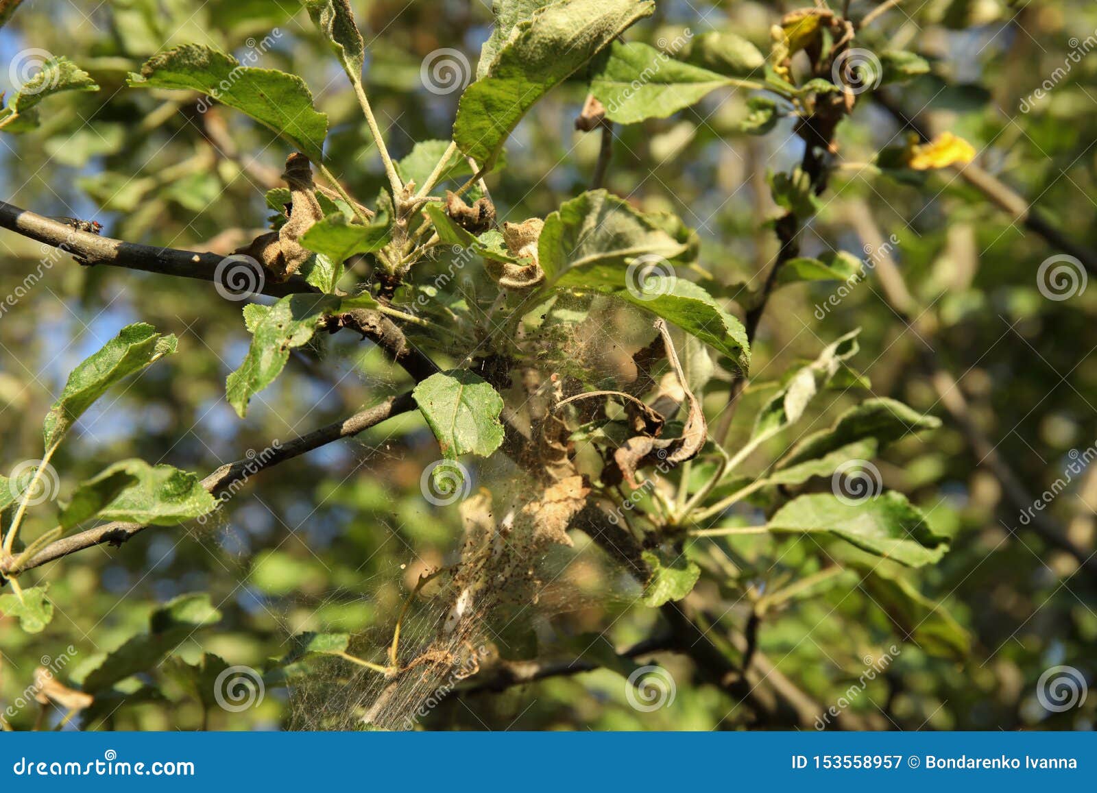 The Branches of the Aplle Trees in the Disease Web. the Epidemic of ...