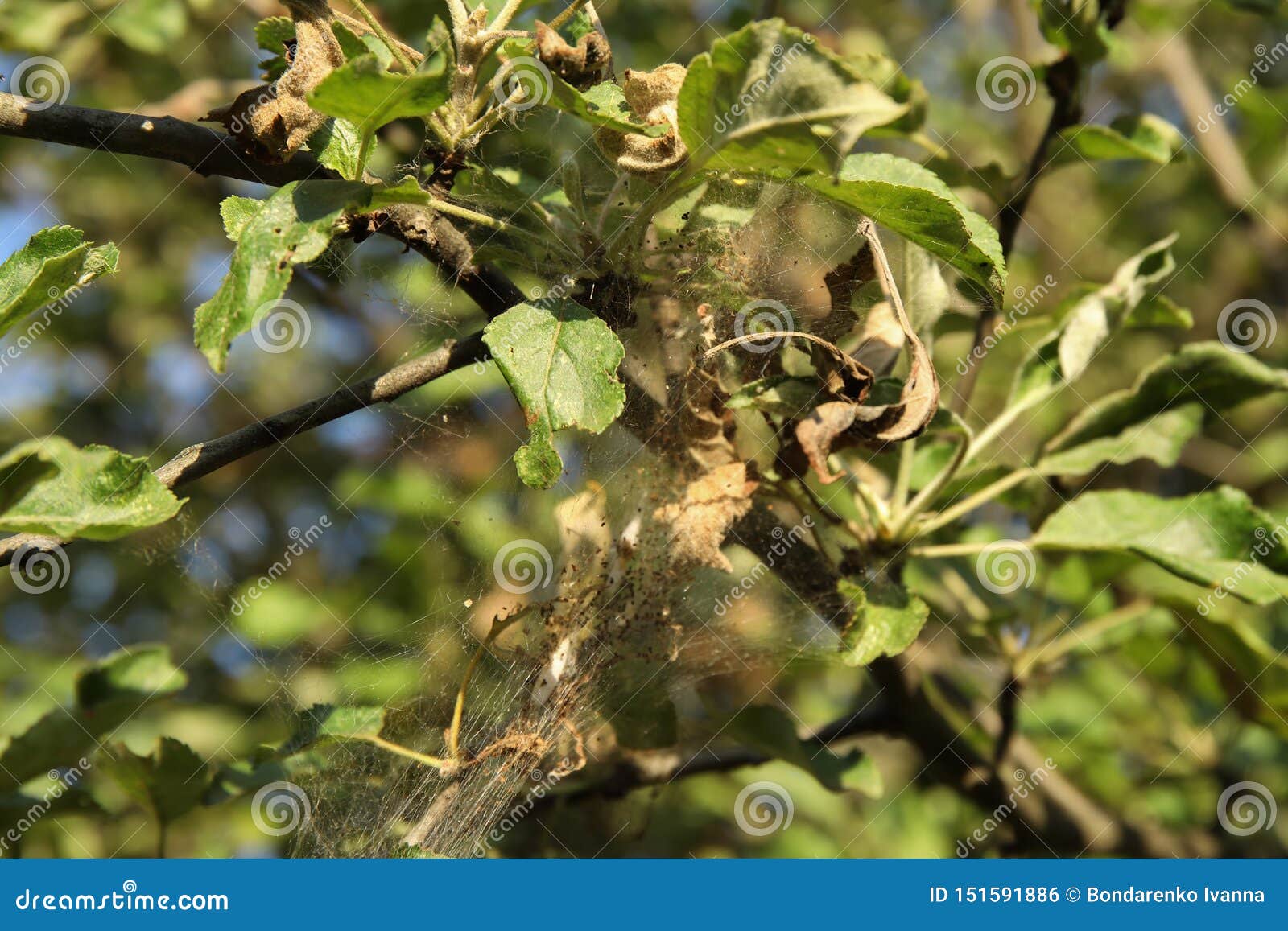 The Branches of the Aplle Trees in the Disease Web. the Epidemic of ...