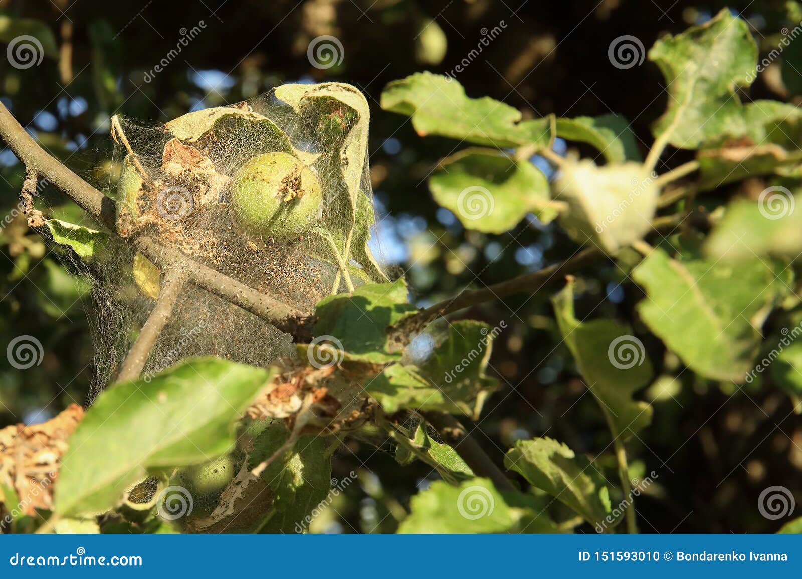 The Branches of the Aplle Trees in the Disease Web. the Epidemic of ...