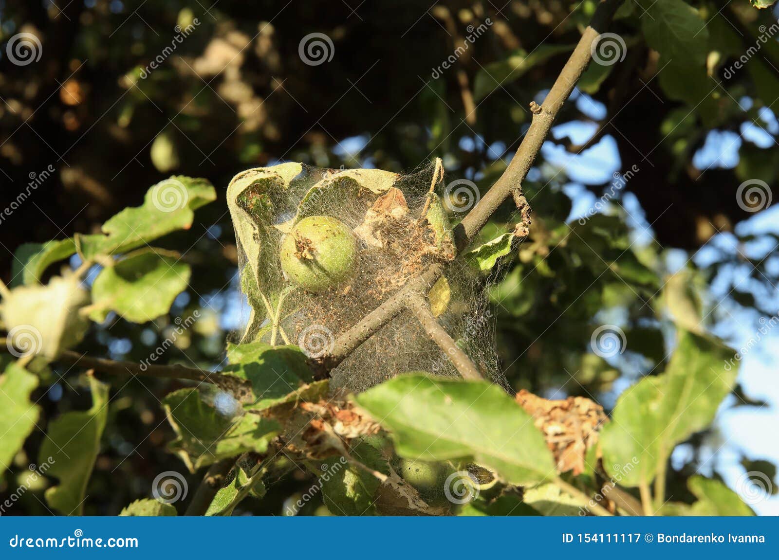The Branches of the Aplle Trees in the Disease Web. the Epidemic of ...