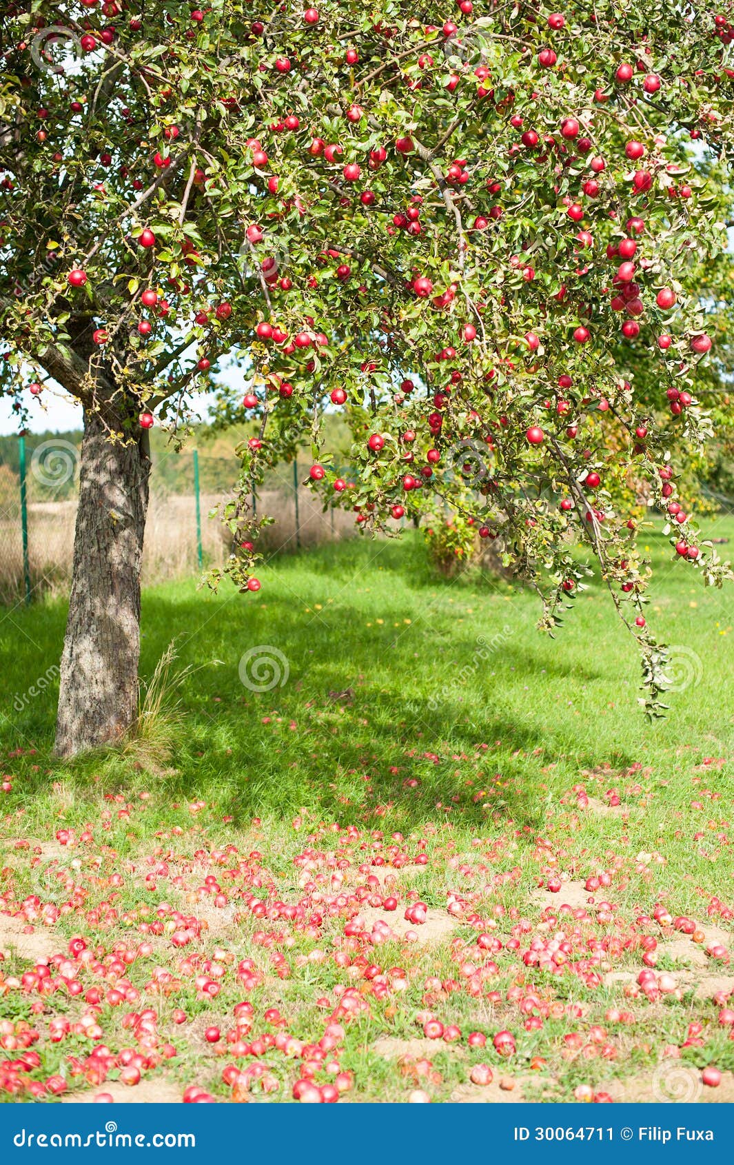 Apple tree stock image. Image of ripe, agriculture, tree - 30064711
