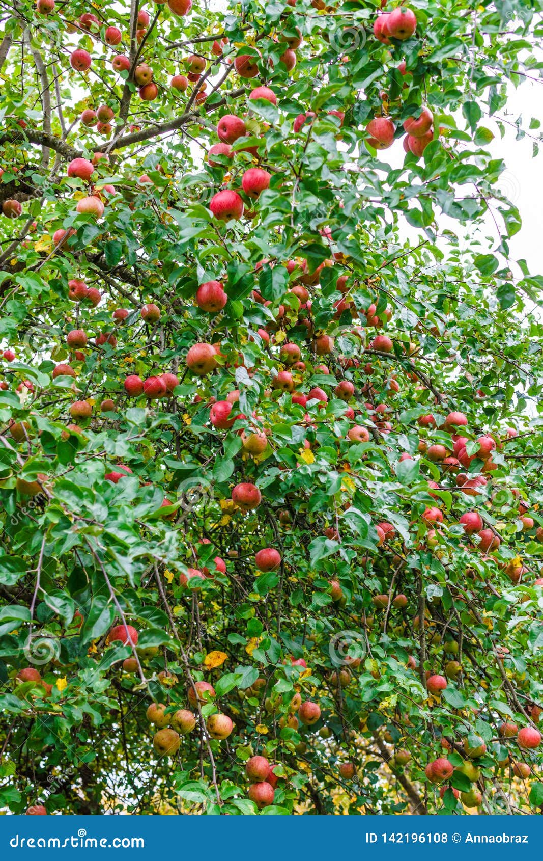 Branches of Apple Trees Bending Under the Weight of Fruits in the ...