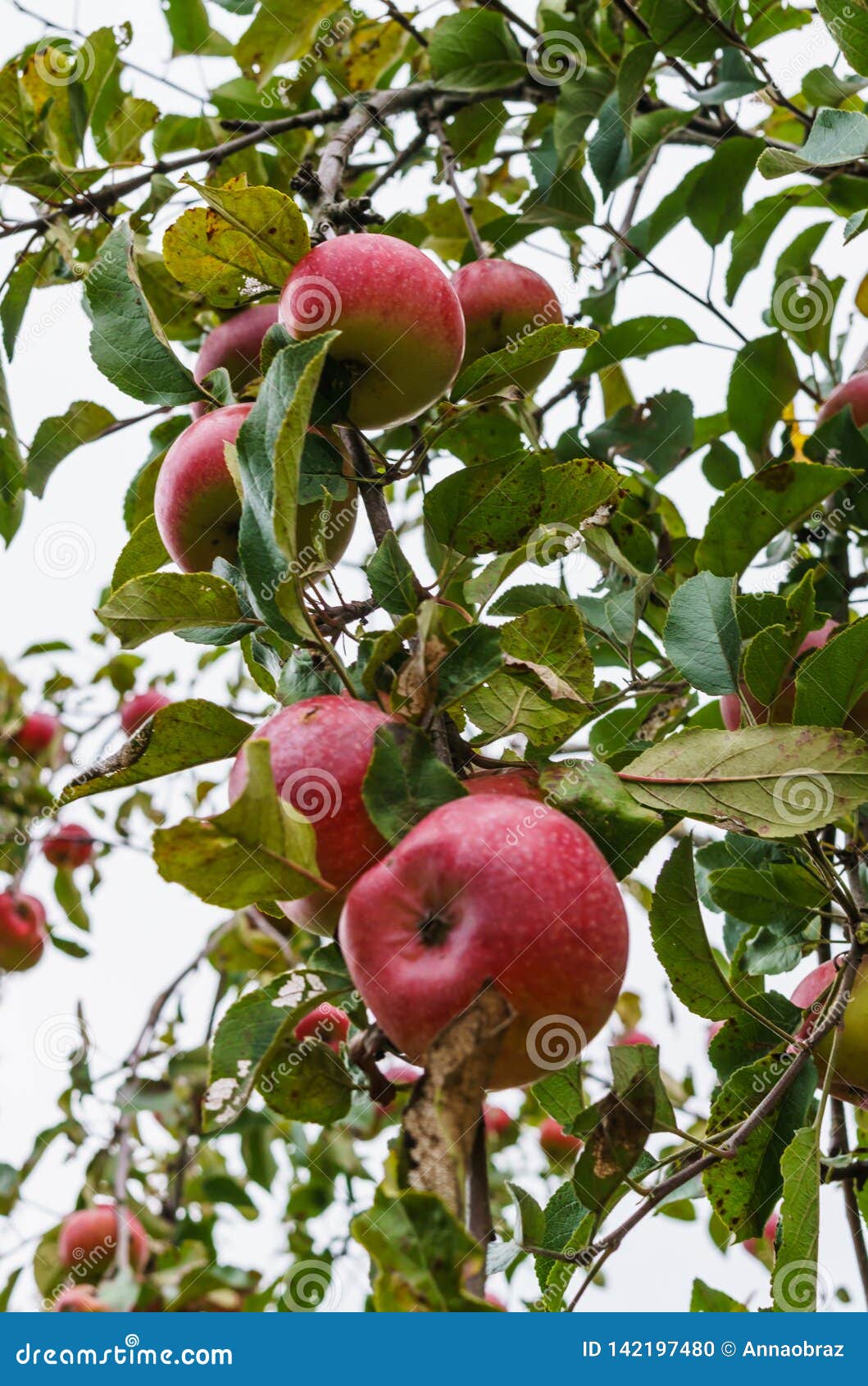 Branches of Apple Trees Bending Under the Weight of Fruits in the ...