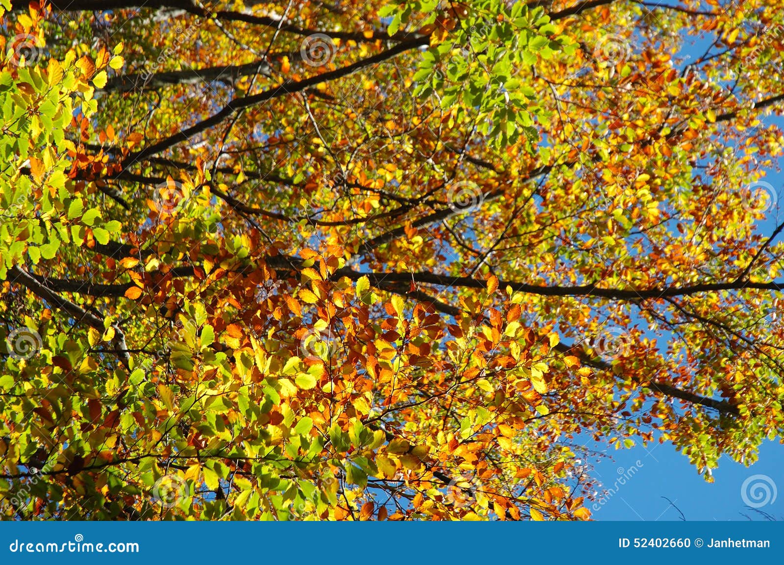 Branches and autumn leaves stock photo. Image of green - 52402660