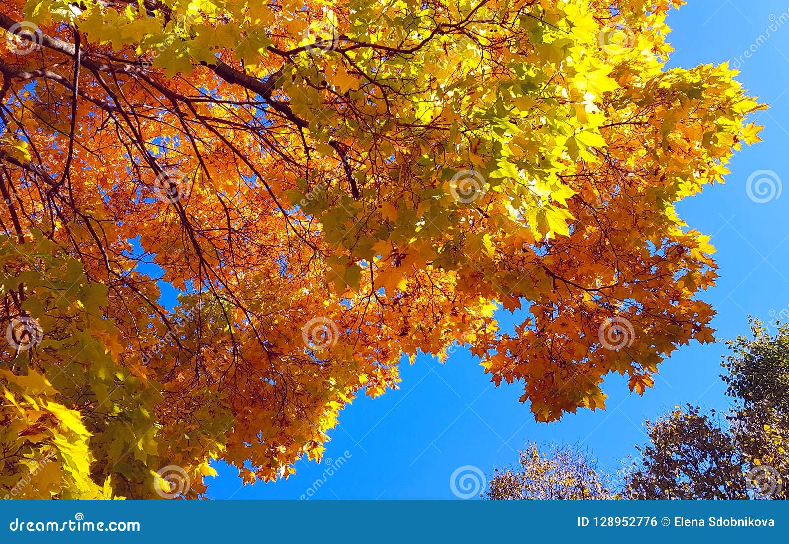Branches of Autumn Maple Tree with Bright Yellow Foliage Against Blue ...