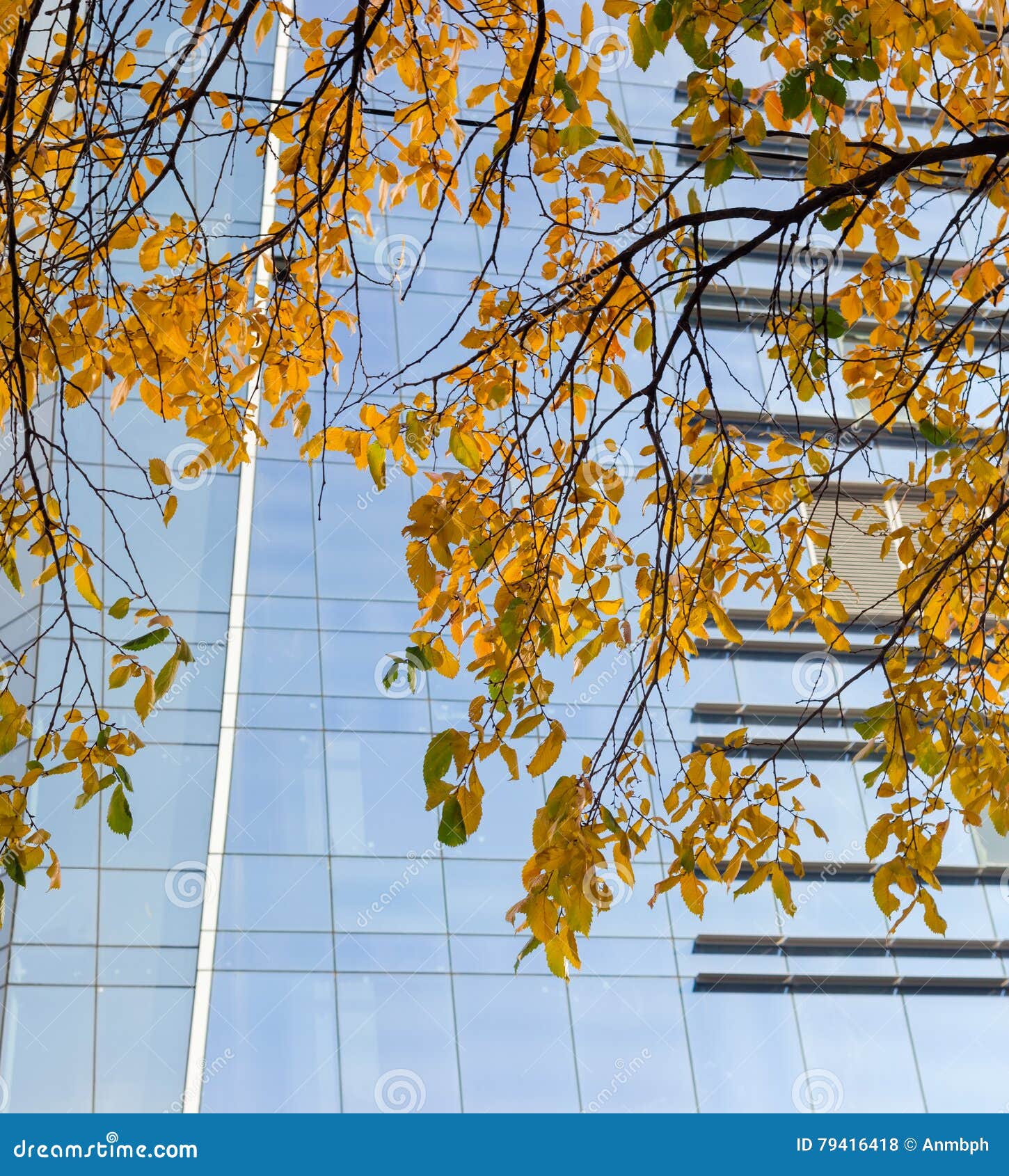 Branches of Autumn Tree on Background of Modern Office Building Stock ...