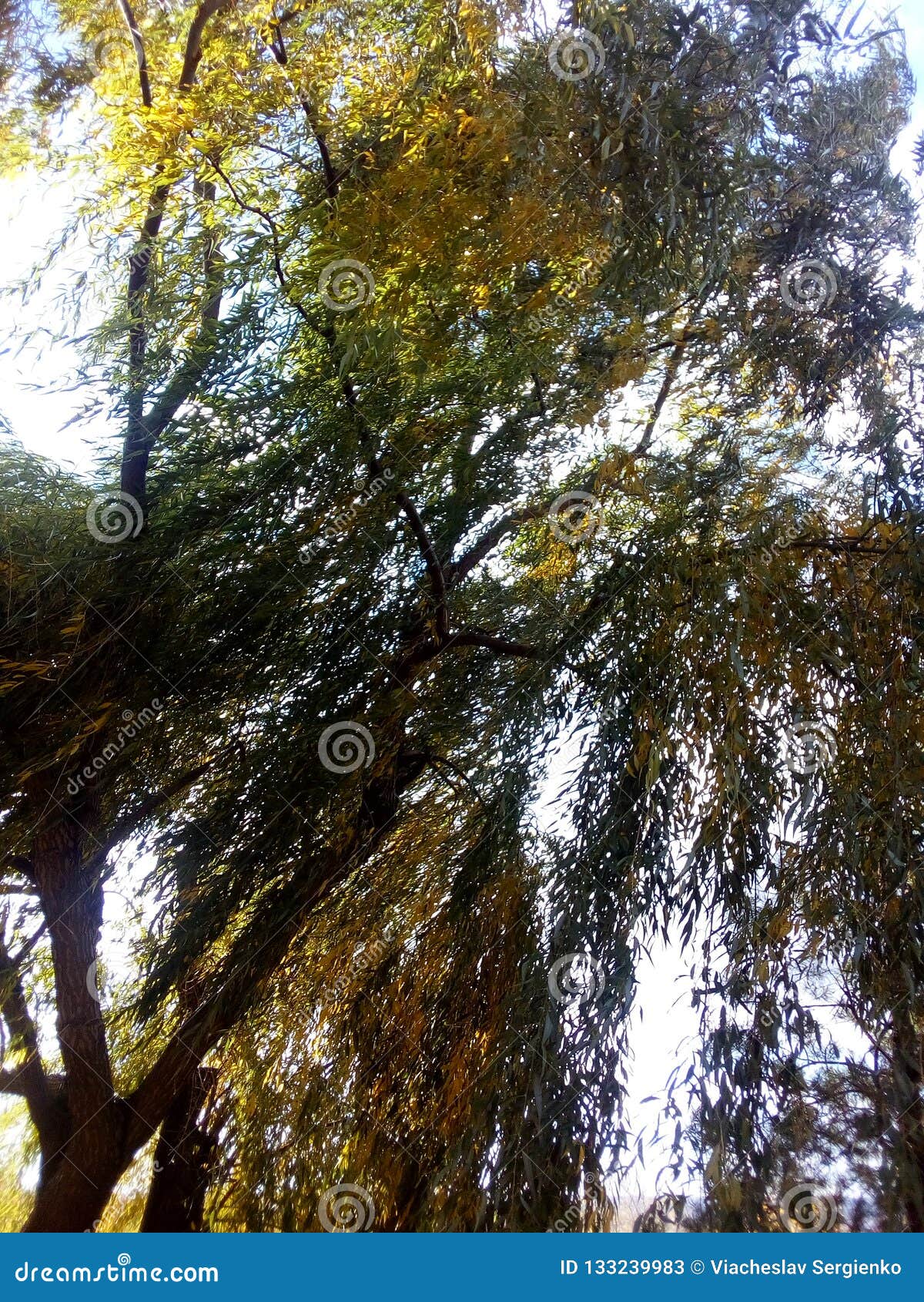 Branches of Autumn Willow in the Wind. Stock Image - Image of yellow ...