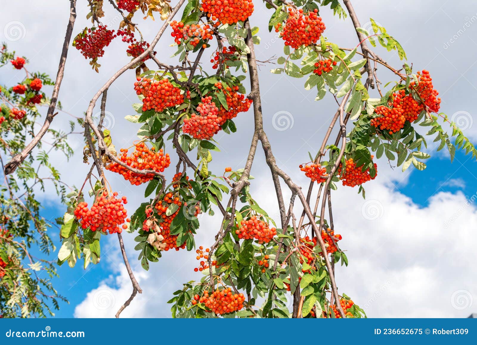 Branches Avec Baies Rouges De Sorbus Aucuparia Image stock - Image du ...