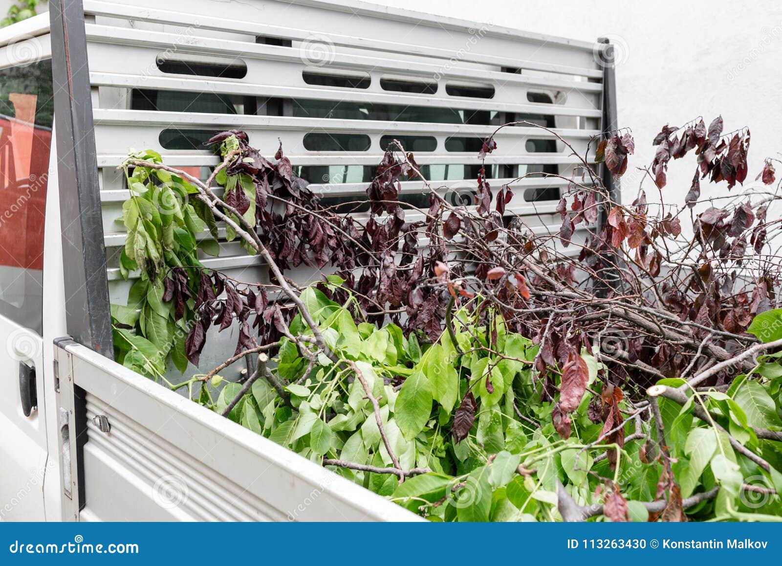 Branches in the Back of the Truck. the Work of the Gardener, Cutting ...