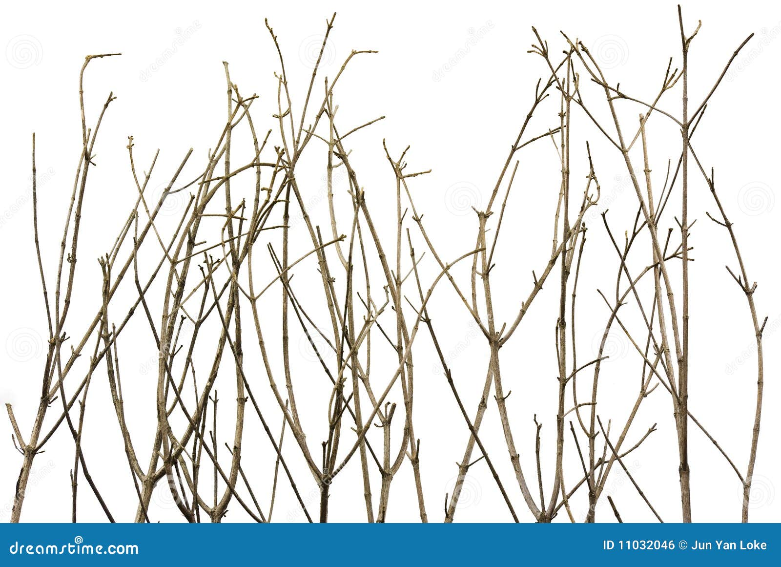 Branches Background stock photo. Image of abstract, branches - 11032046