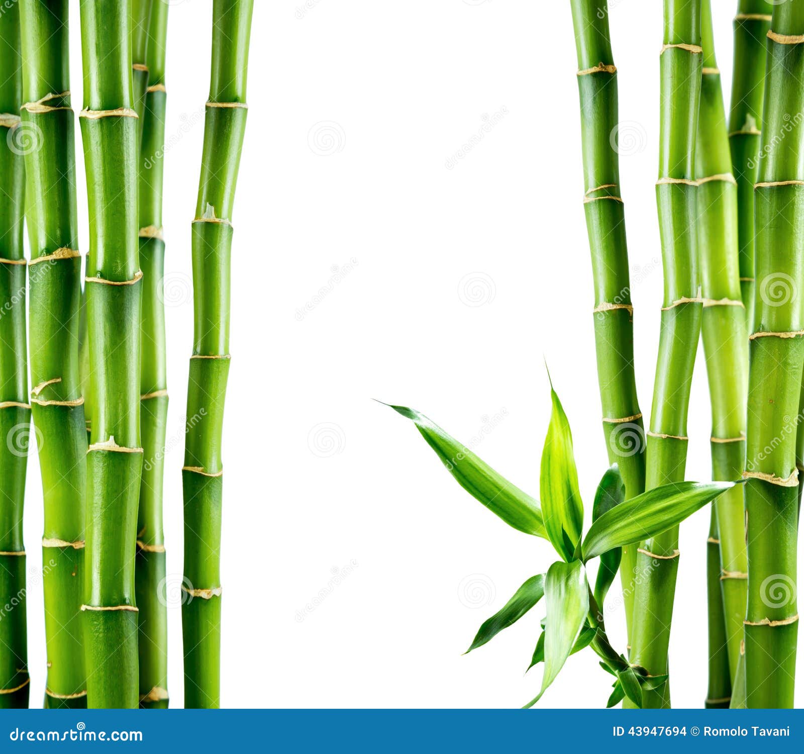 Branches of bamboo board stock photo. Image of leaves - 43947694