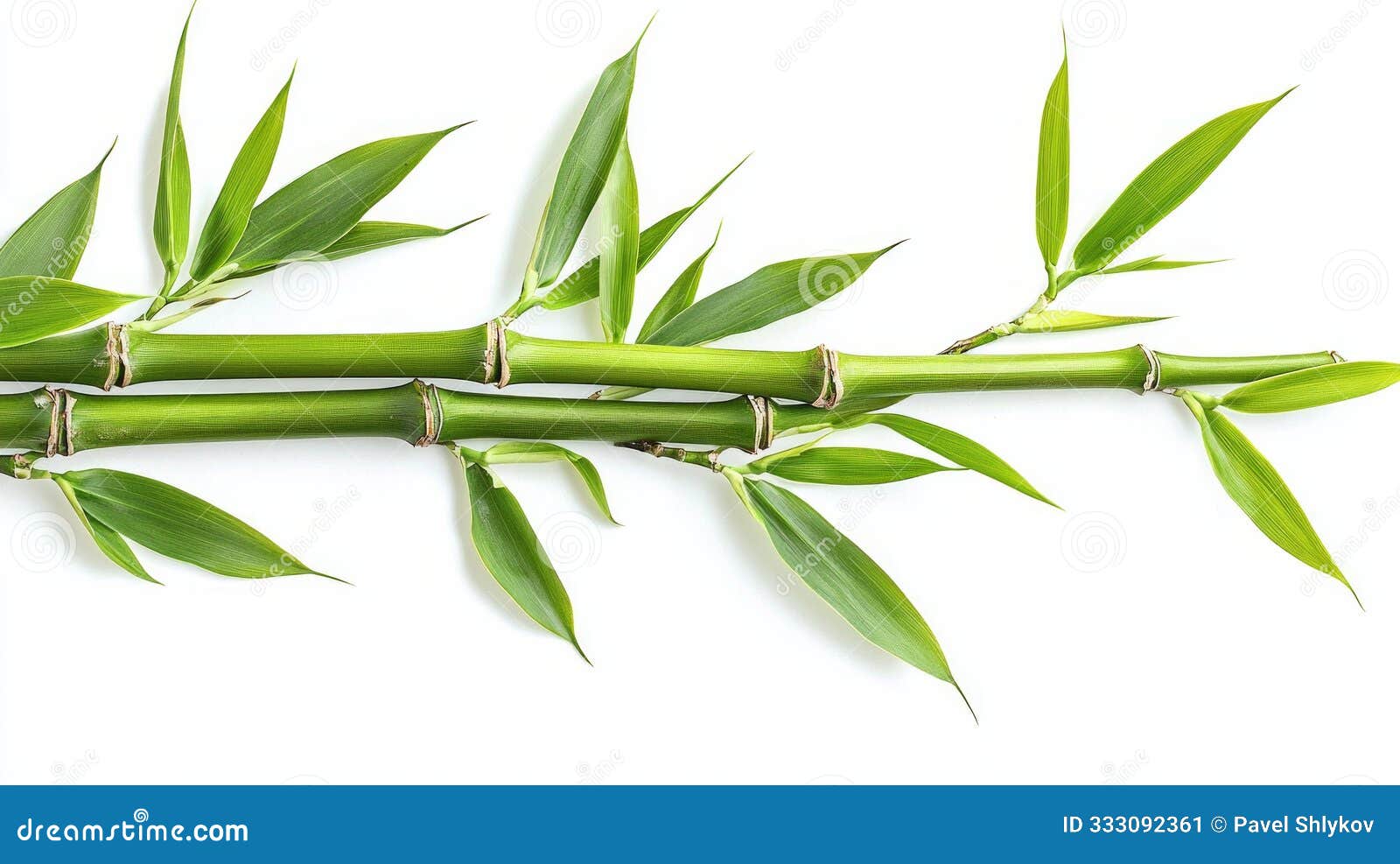 Branches of Bamboo Isolated on White Background. Bamboo Shoots with ...