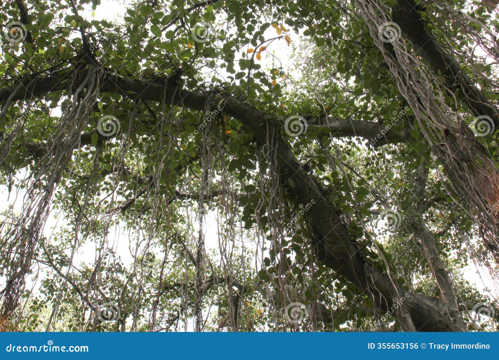 Aerial Prop Roots Of Pandanus Tree Also Known As Pandan Or Pine Or Palm ...