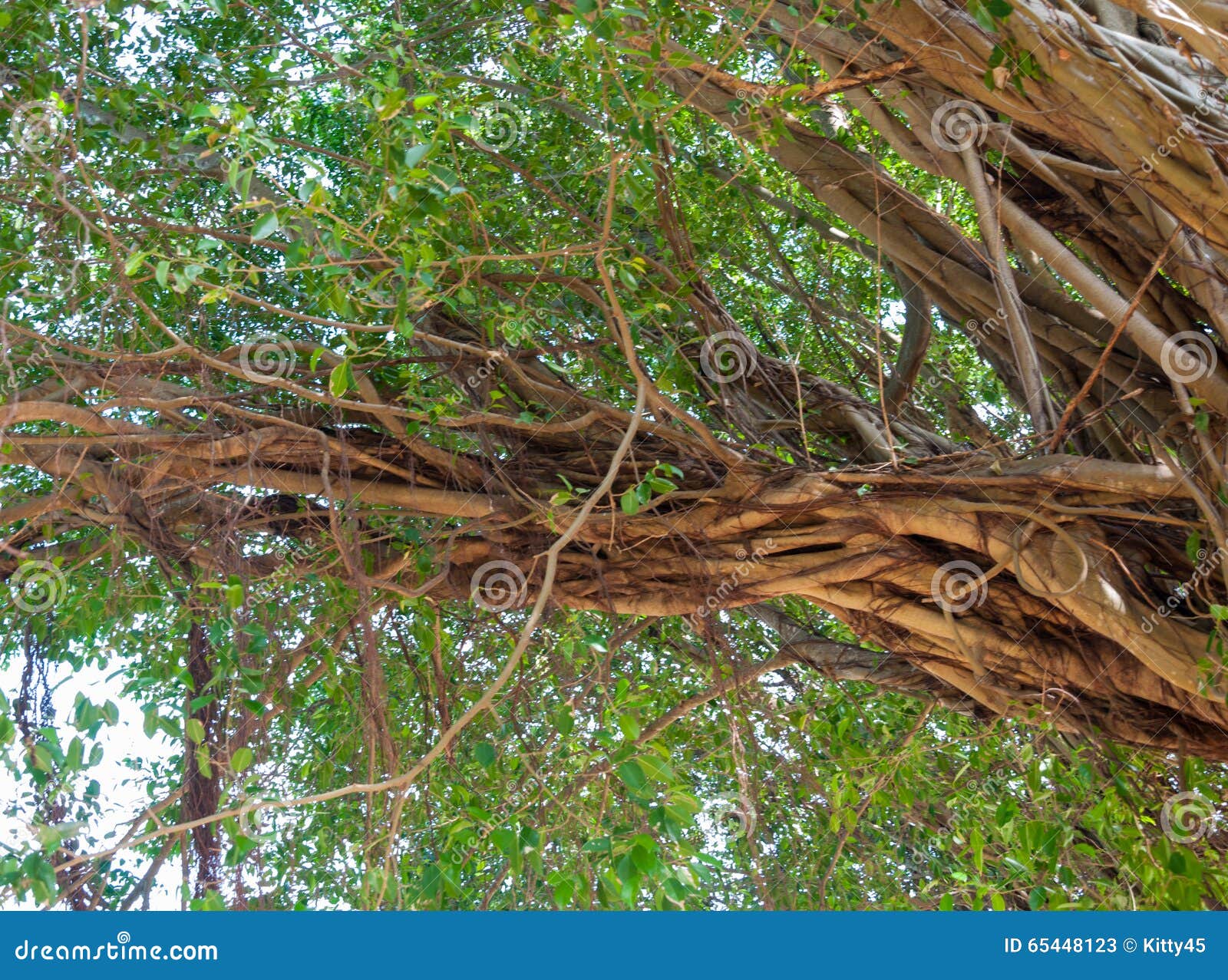 Branches of banyan tree stock image. Image of jungle - 65448123