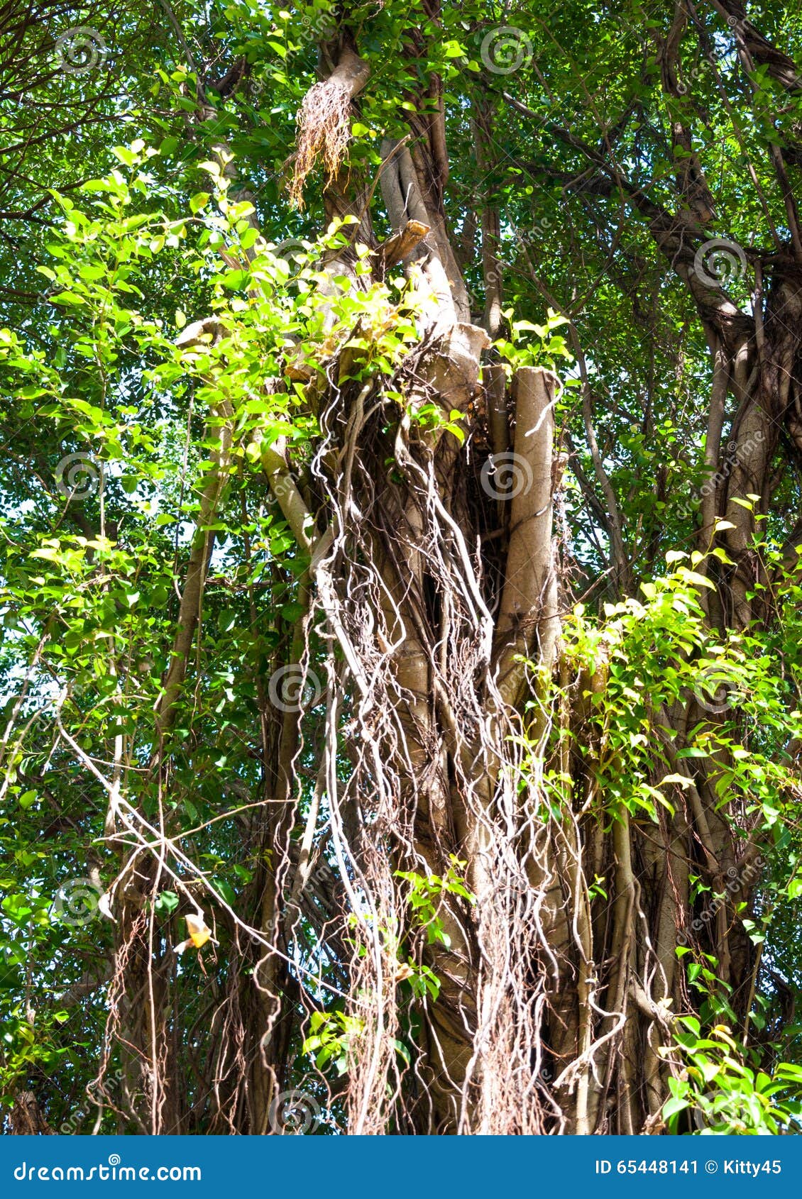 Branches of banyan tree stock image. Image of outdoor - 65448141