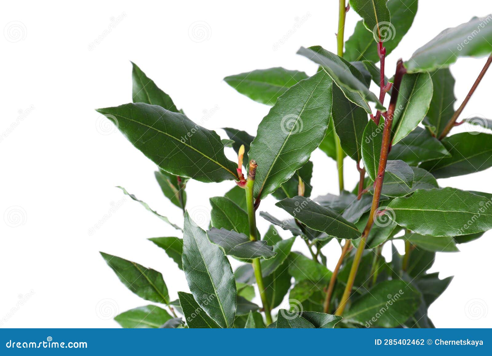 Branches with Bay Leaves Isolated on White, Closeup Stock Photo - Image ...