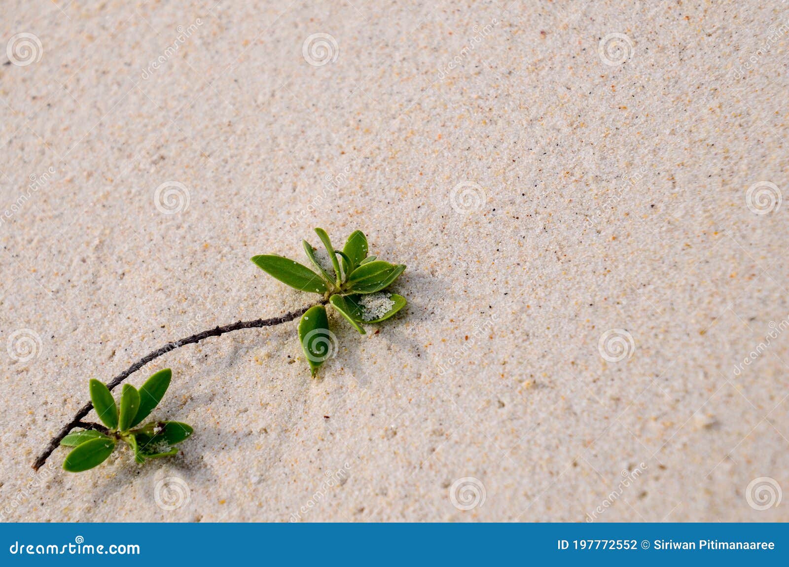 Branches on the beach stock photo. Image of beach, produce - 197772552