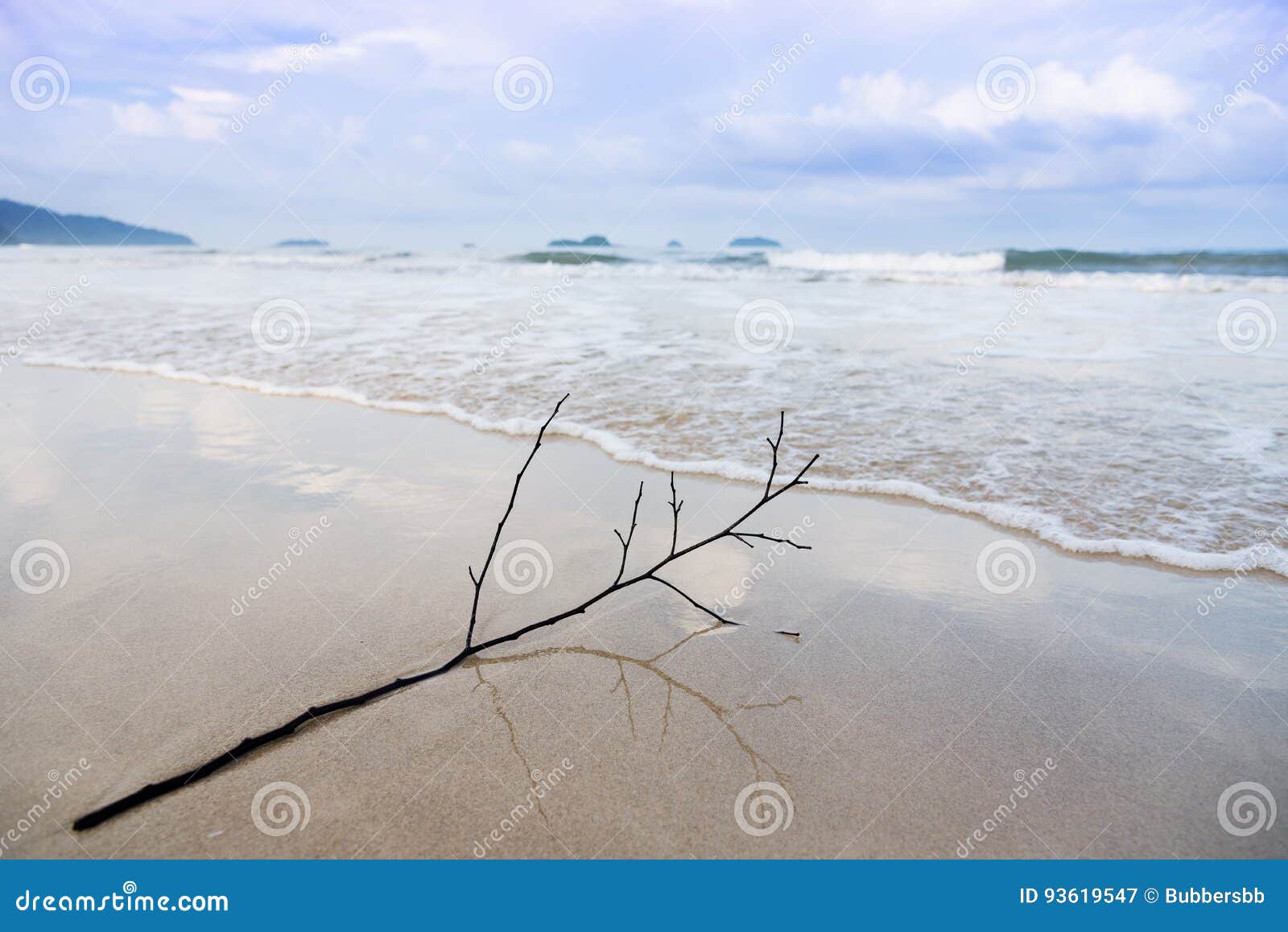 The Branches on the beach. stock image. Image of beach - 93619547