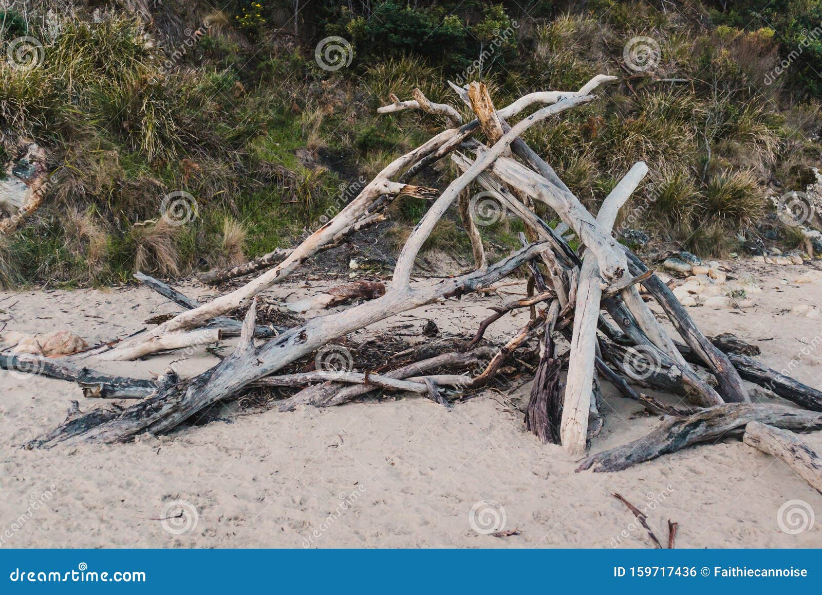 Branches by the Beach in Australia Stock Photo - Image of coastal ...