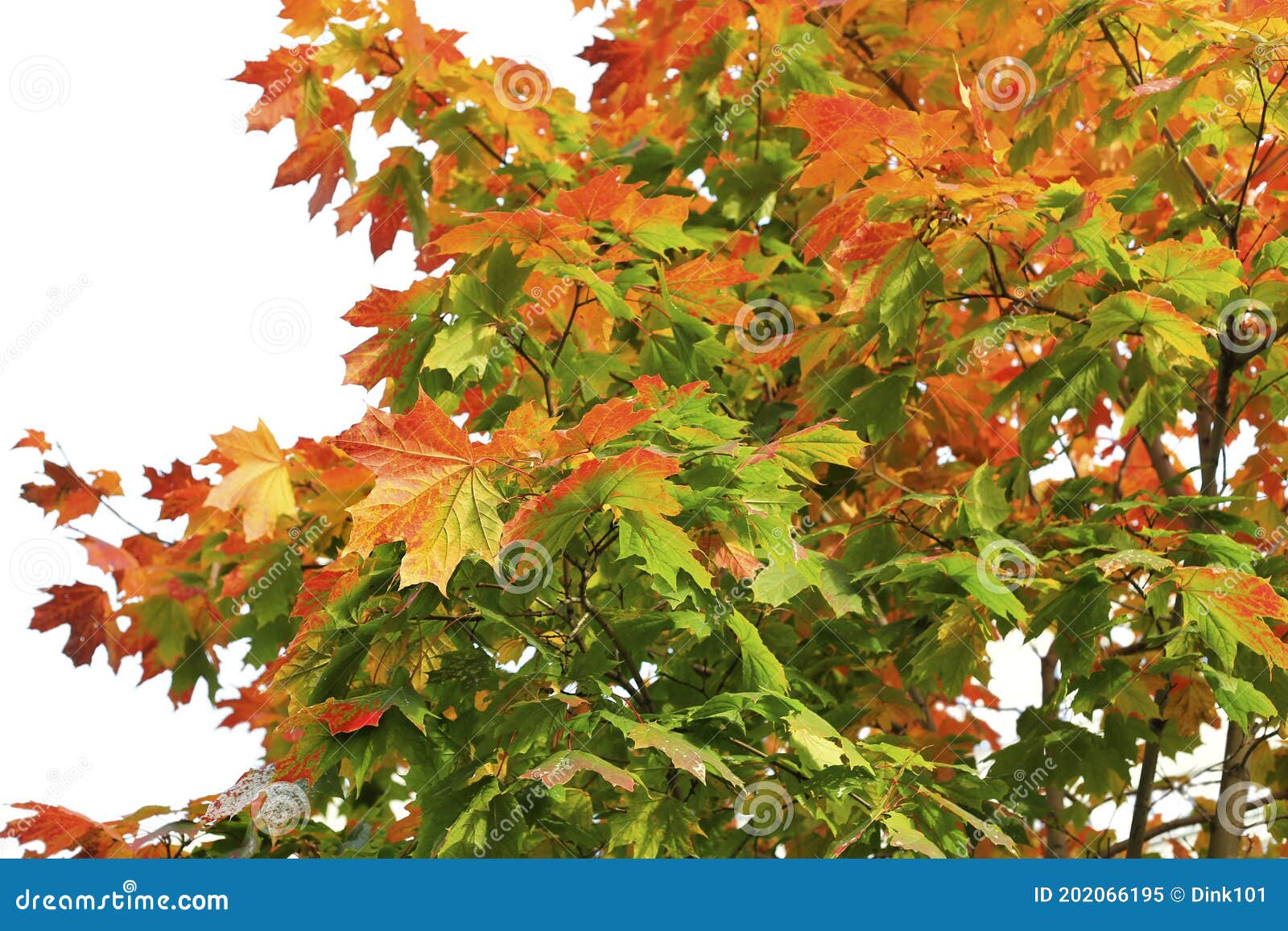 Bright Branches of Beautiful Autumn Maple Tree Stock Image - Image of ...
