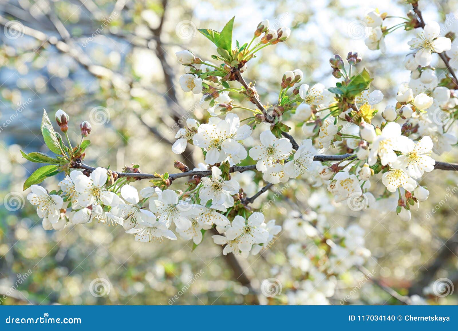 Branches of Beautiful Blossoming Tree Stock Photo - Image of floral ...