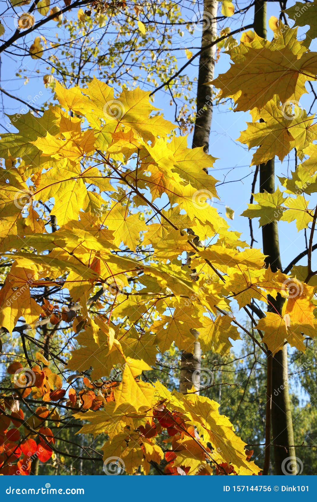 Branches of Beautiful Autumn Trees Stock Photo - Image of botany, close ...