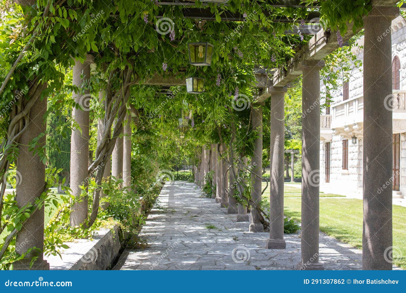 Branches Beautifully Intertwined in a Bizarre Pattern on the Ancient ...