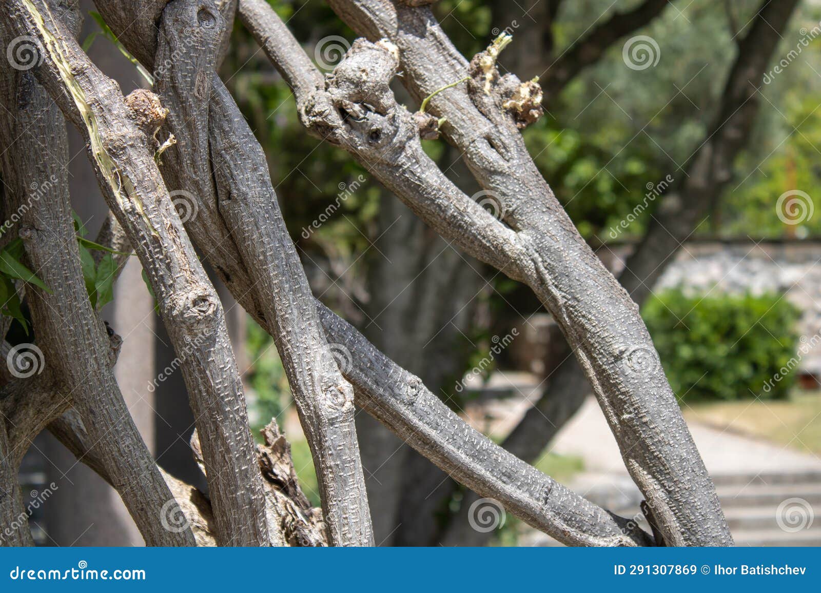 Branches Beautifully Intertwined in a Bizarre Pattern. Stock Image ...