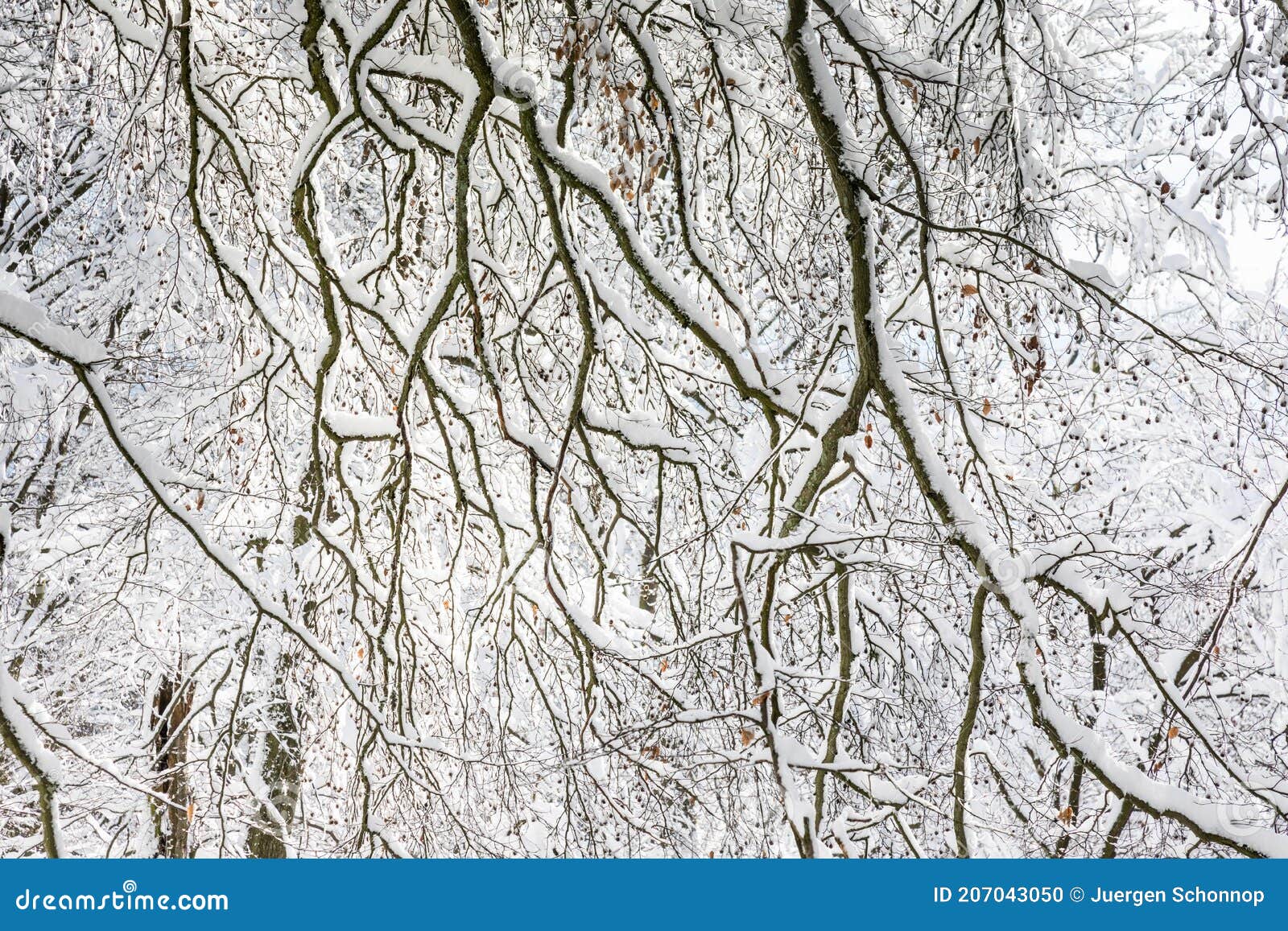 Branches of Beech Tree in the Snow Stock Photo - Image of tree ...