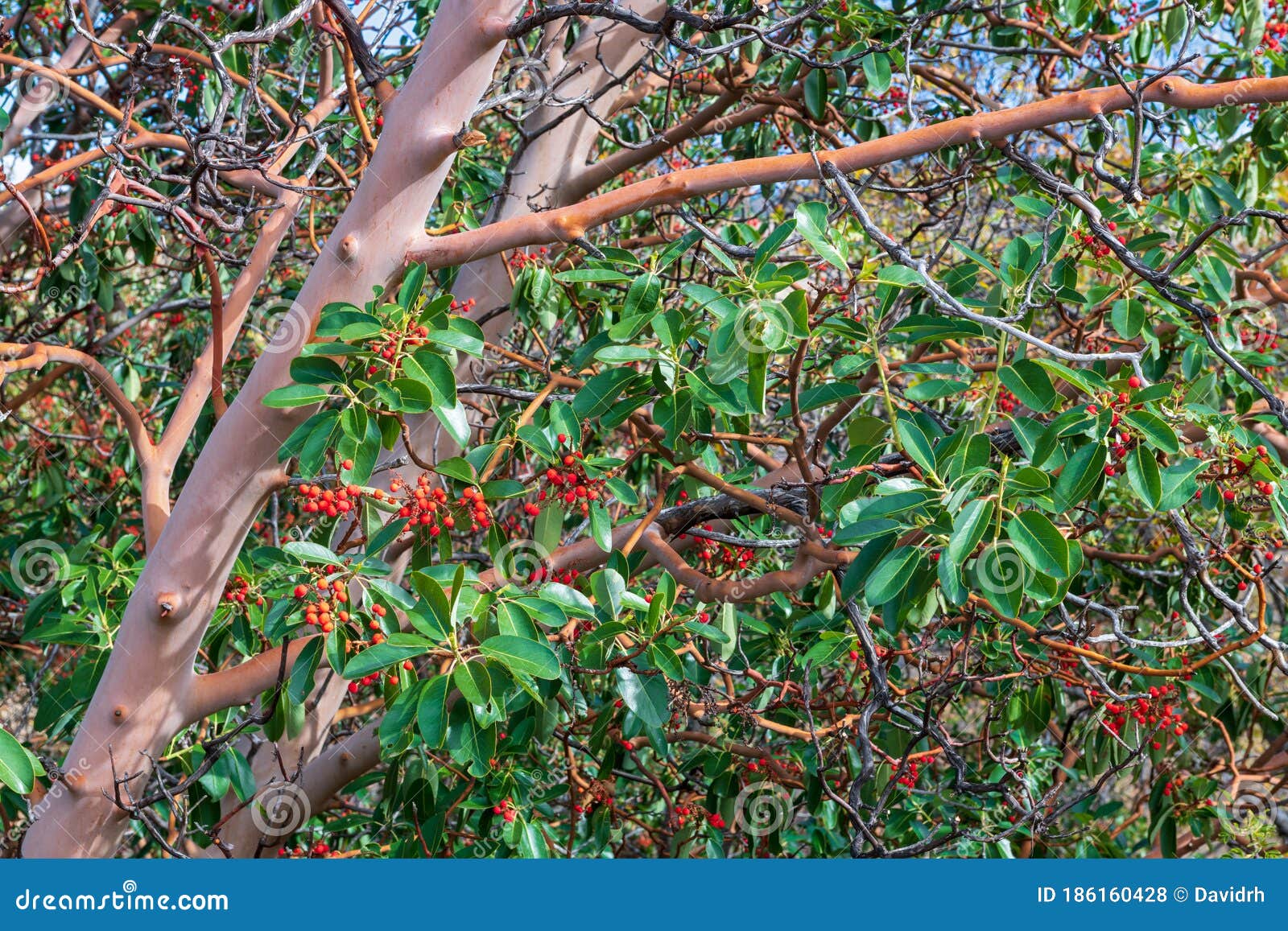 Branches and Berries of a Madrone Tree Stock Photo - Image of green ...
