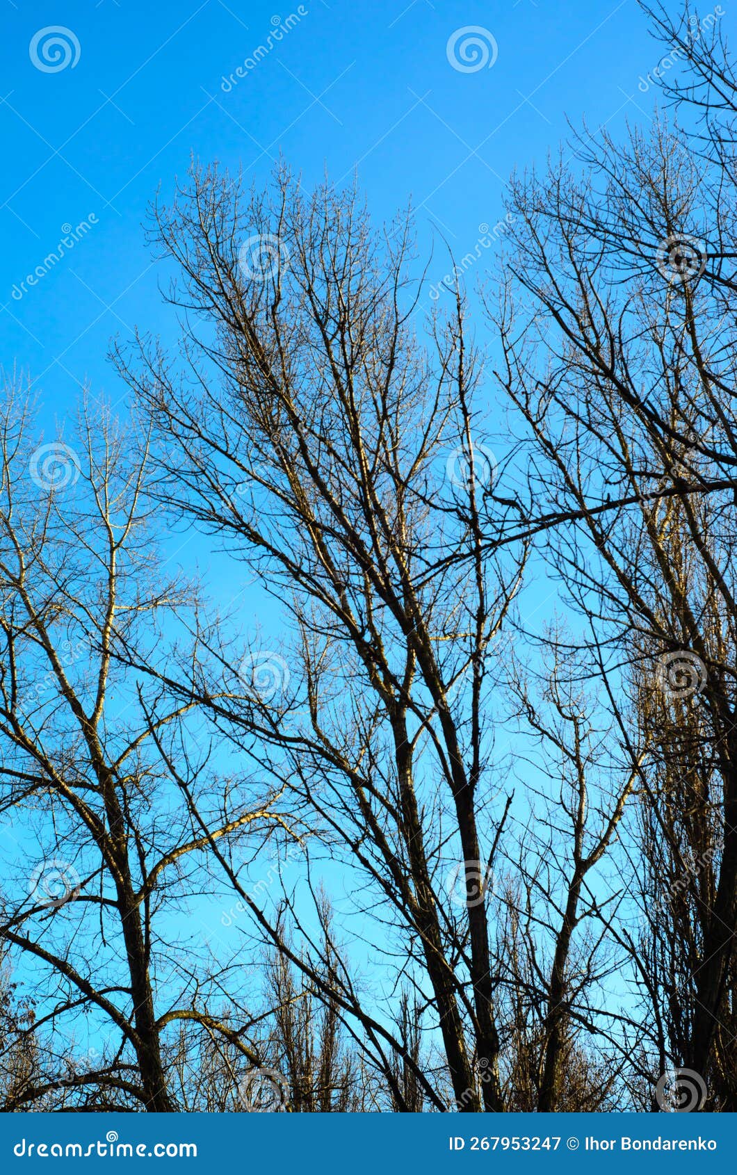 Branches of the Big Dry Tree Stock Image - Image of environment ...