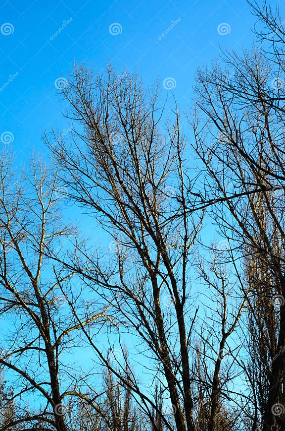 Branches of the Big Dry Tree Stock Image - Image of environment ...