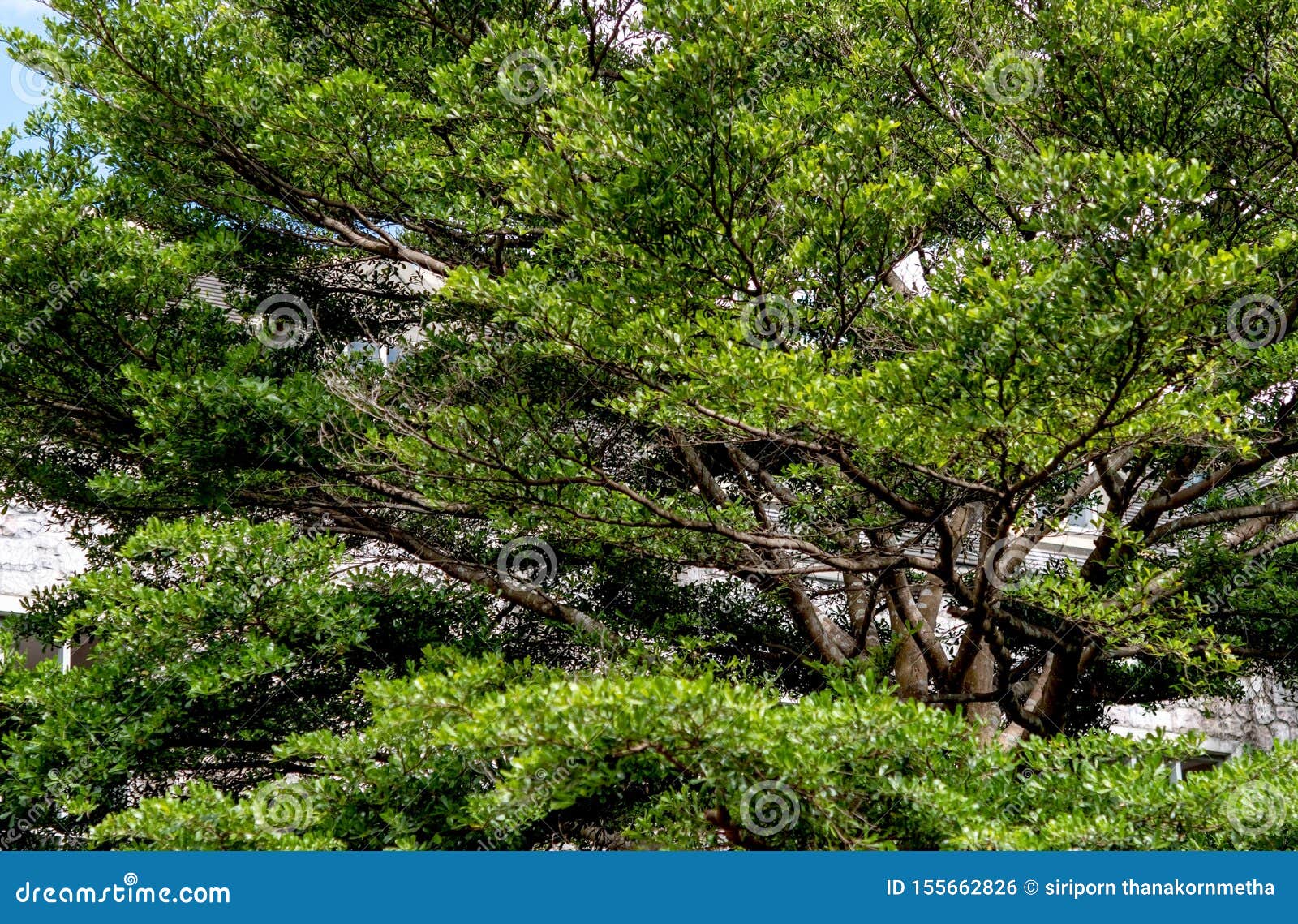 Branches of Big Tree As Background Stock Photo - Image of fresh, branch ...