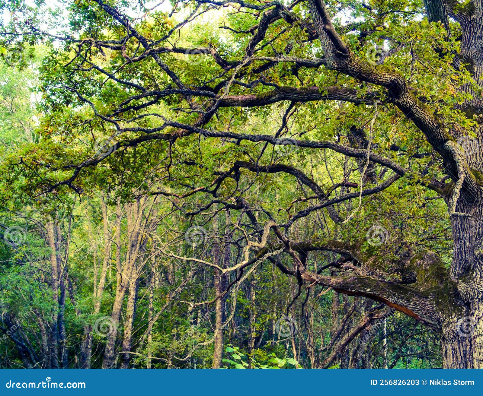 Branches on Big Tree during Autumn Stock Image - Image of plant ...