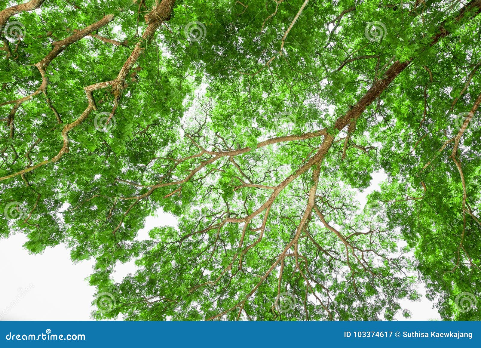Branches of Big Tree, Old Tree with Green Spring Leaves. Refresh Stock ...