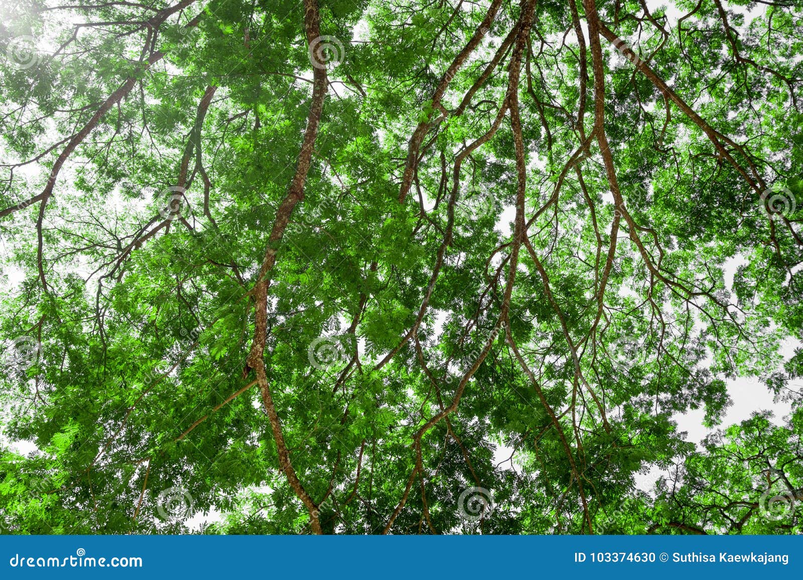 Branches of Big Tree, Old Tree with Green Spring Leaves. Refresh Stock ...