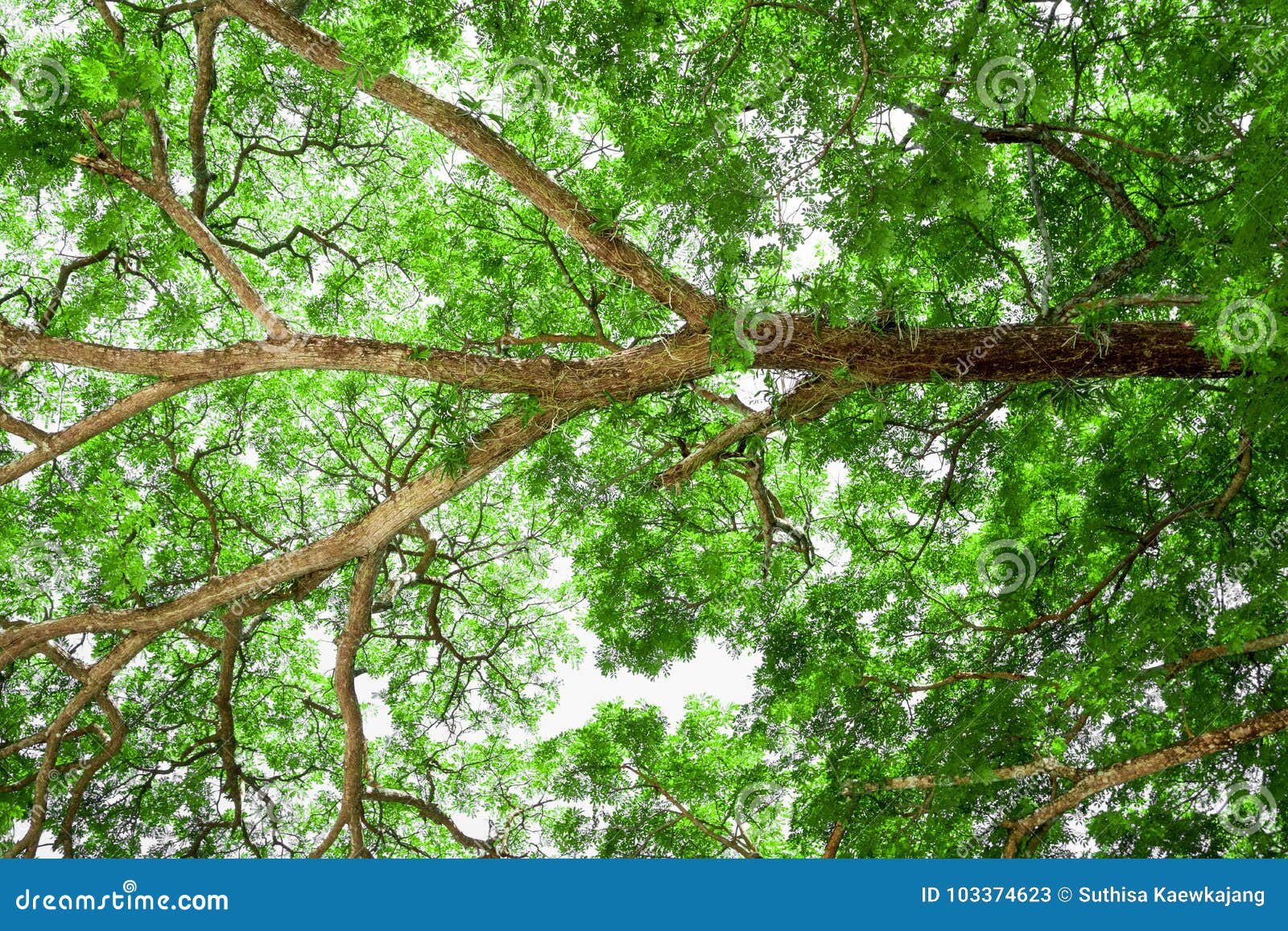 Branches of Big Tree, Old Tree with Green Spring Leaves. Refresh Stock ...