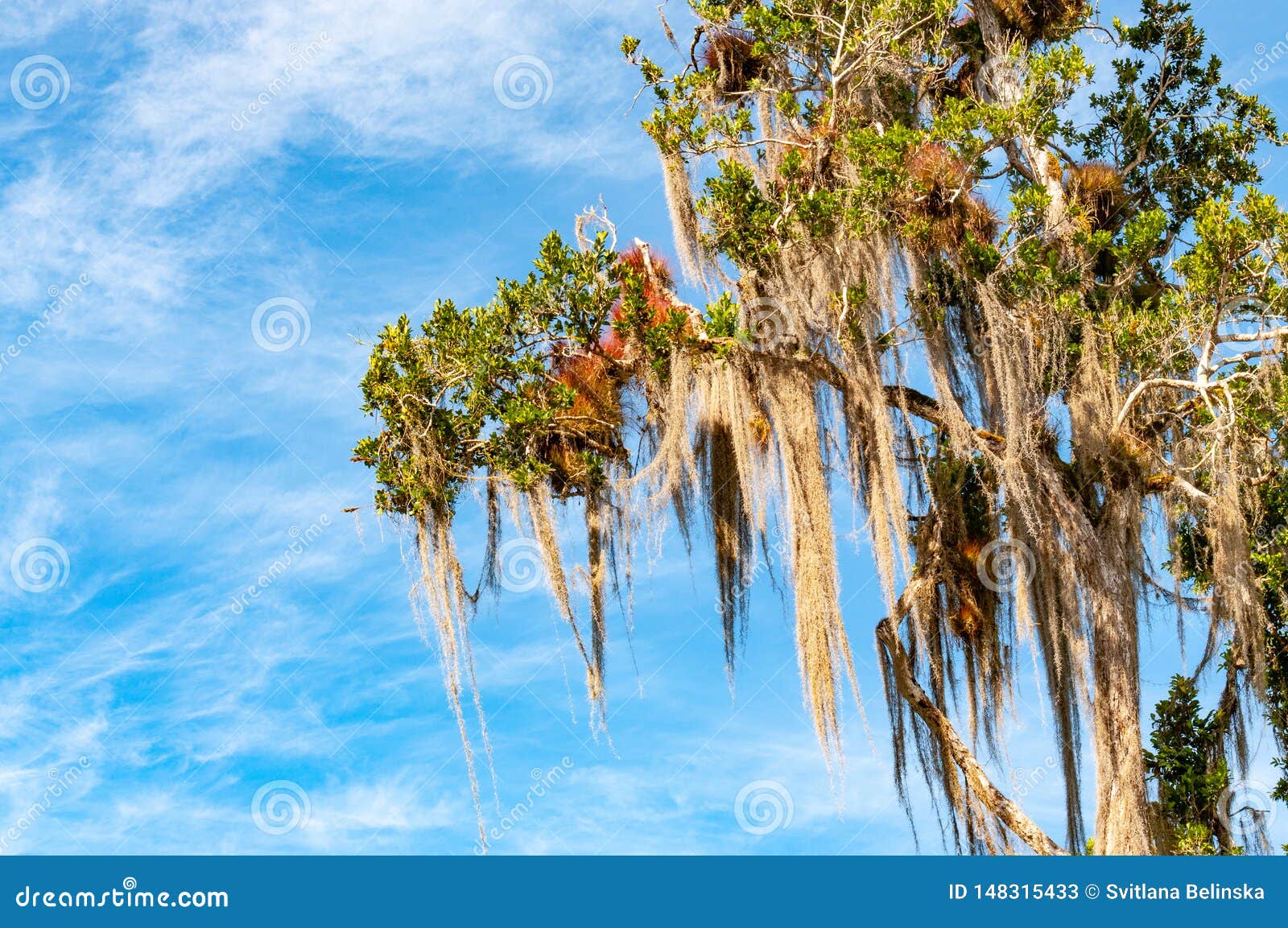 Branches of a Big Tree with Spanish Moss Draping Down Side View Stock ...