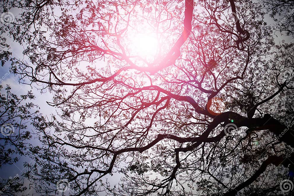 Branches of a Big Tree Under the Sunlight Stock Photo - Image of shade ...