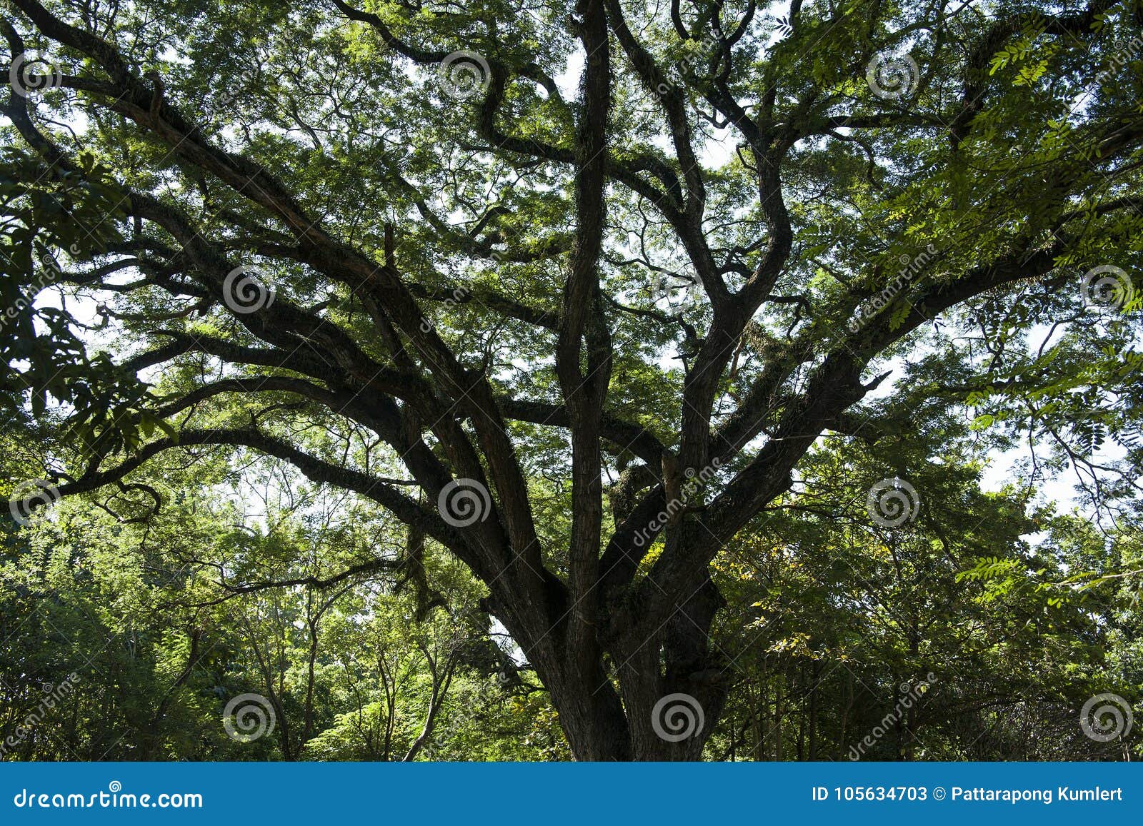 Branches of Big Trees Background Stock Image - Image of large, nature ...