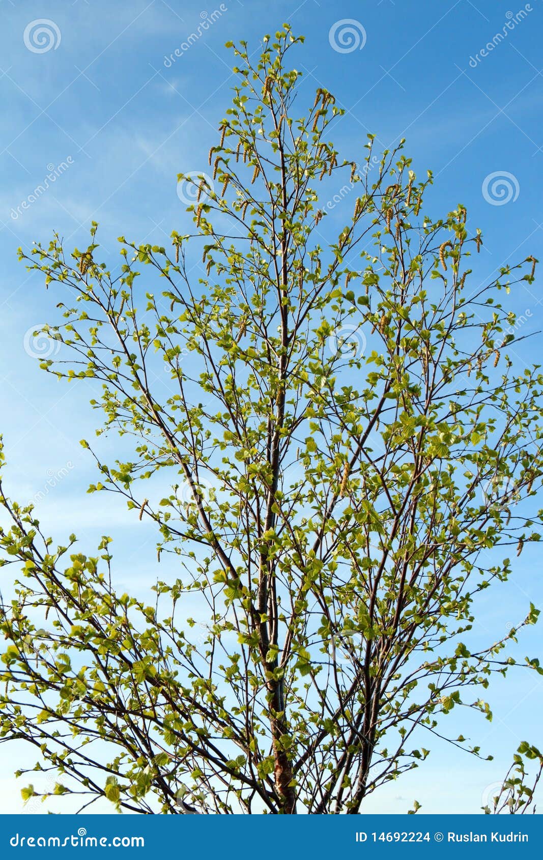 Branches of birch stock photo. Image of bright, birch - 14692224