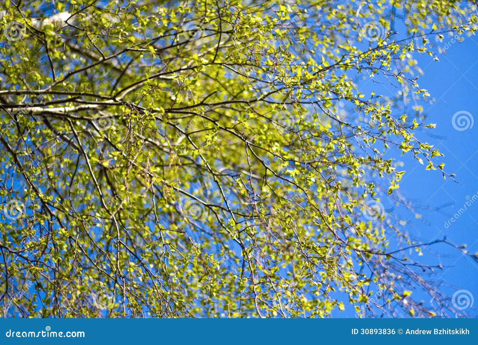 The Branches of a Birch Tree with Blossoming Leaves Stock Photo - Image ...