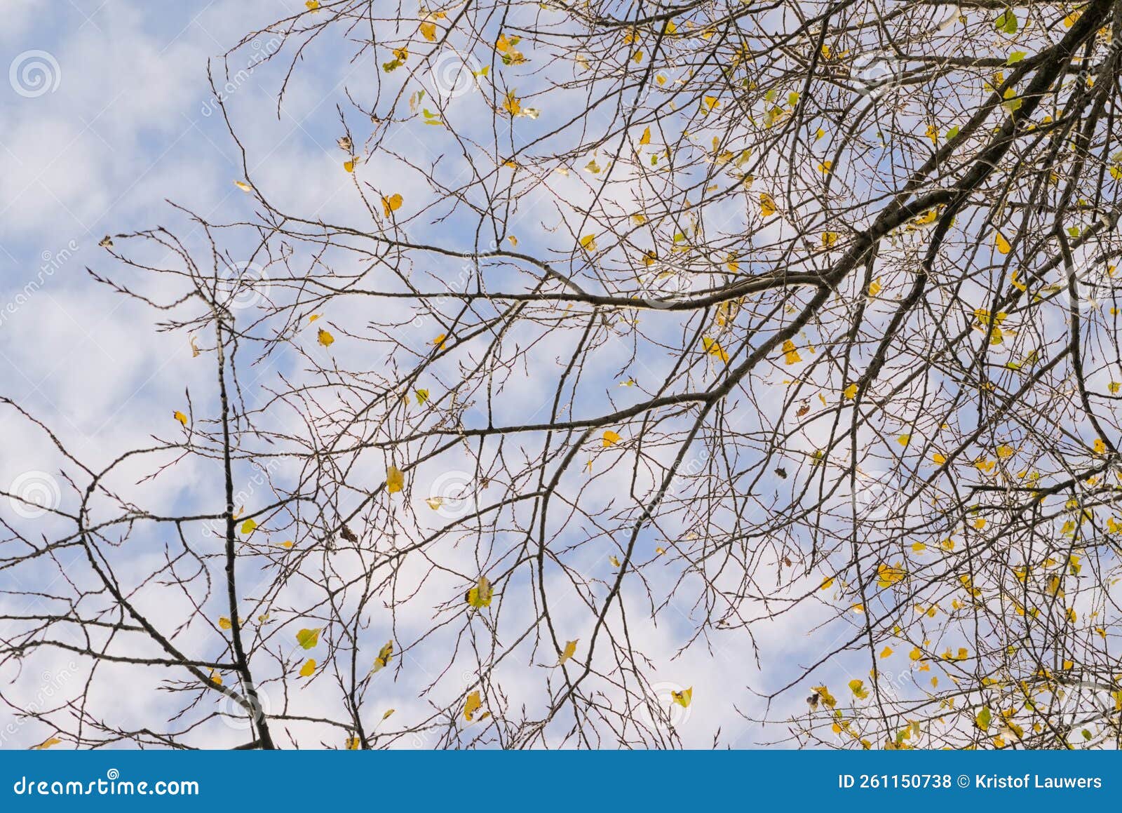 Branches of a Birch Tree with Few Autumn Leaves Stock Photo - Image of ...