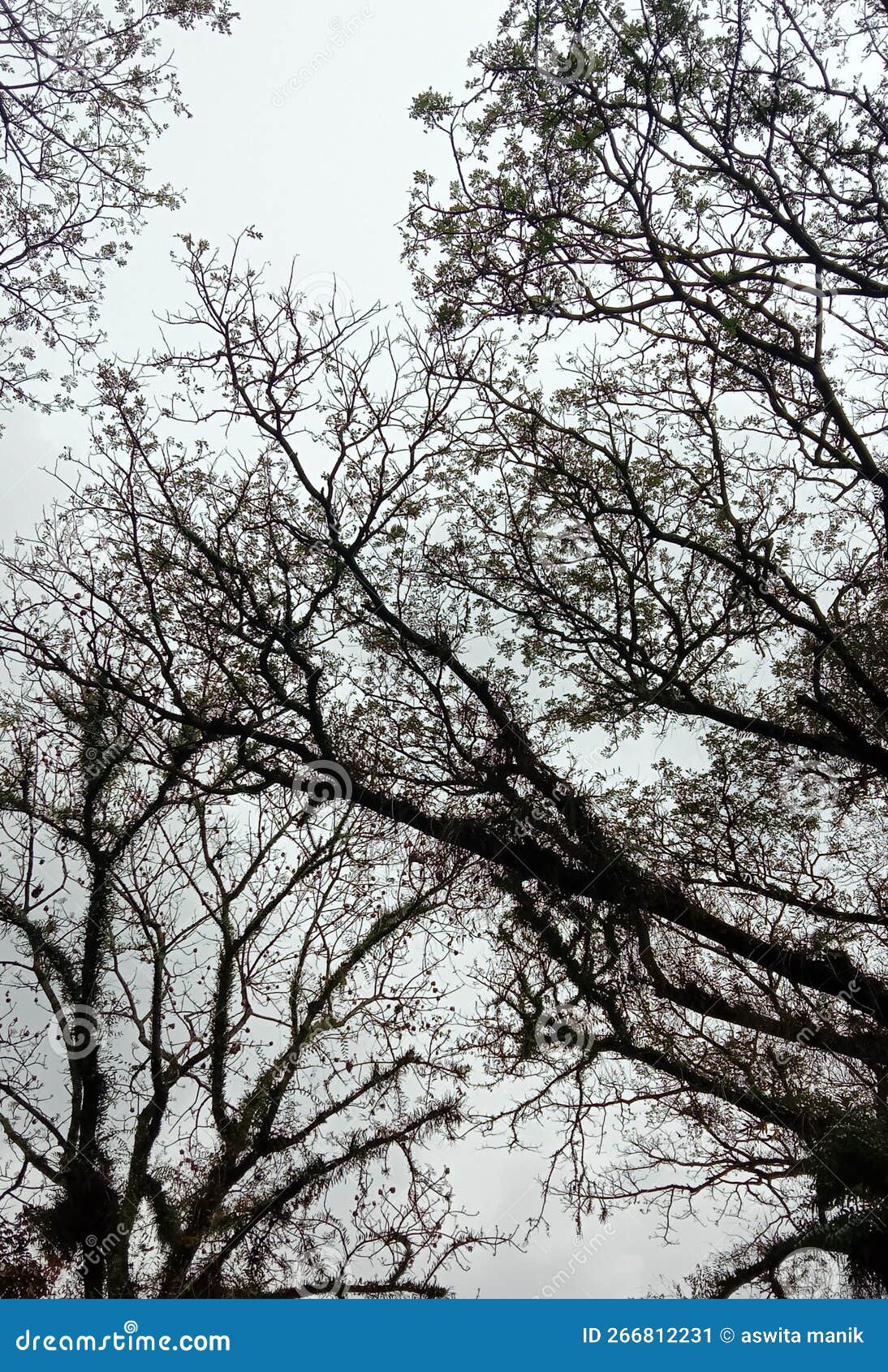 Branches of Black Tree in the Morning Looks Very Good and Cool Stock ...