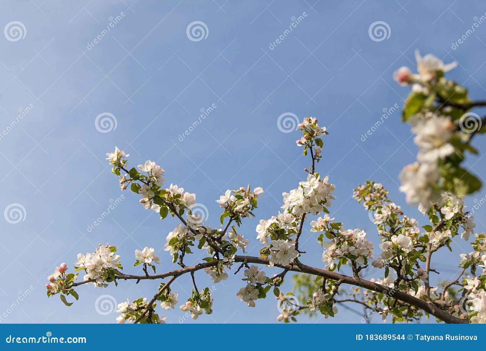 Branches of a Blooming Apple Tree Against the Blue Sky Stock Photo ...