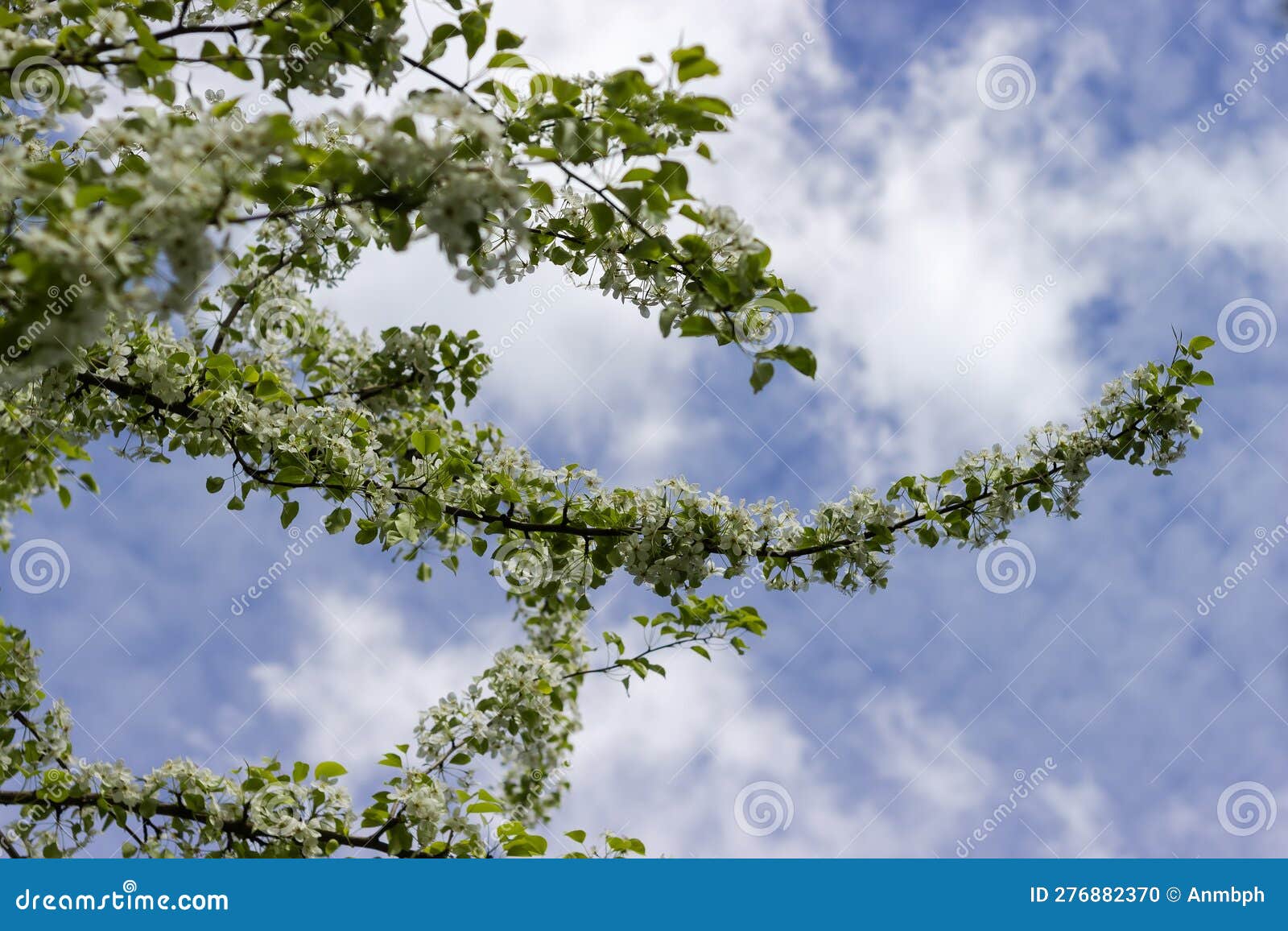 Branches of Blooming Pear Tree on Blurred Background of Sky Stock Photo ...