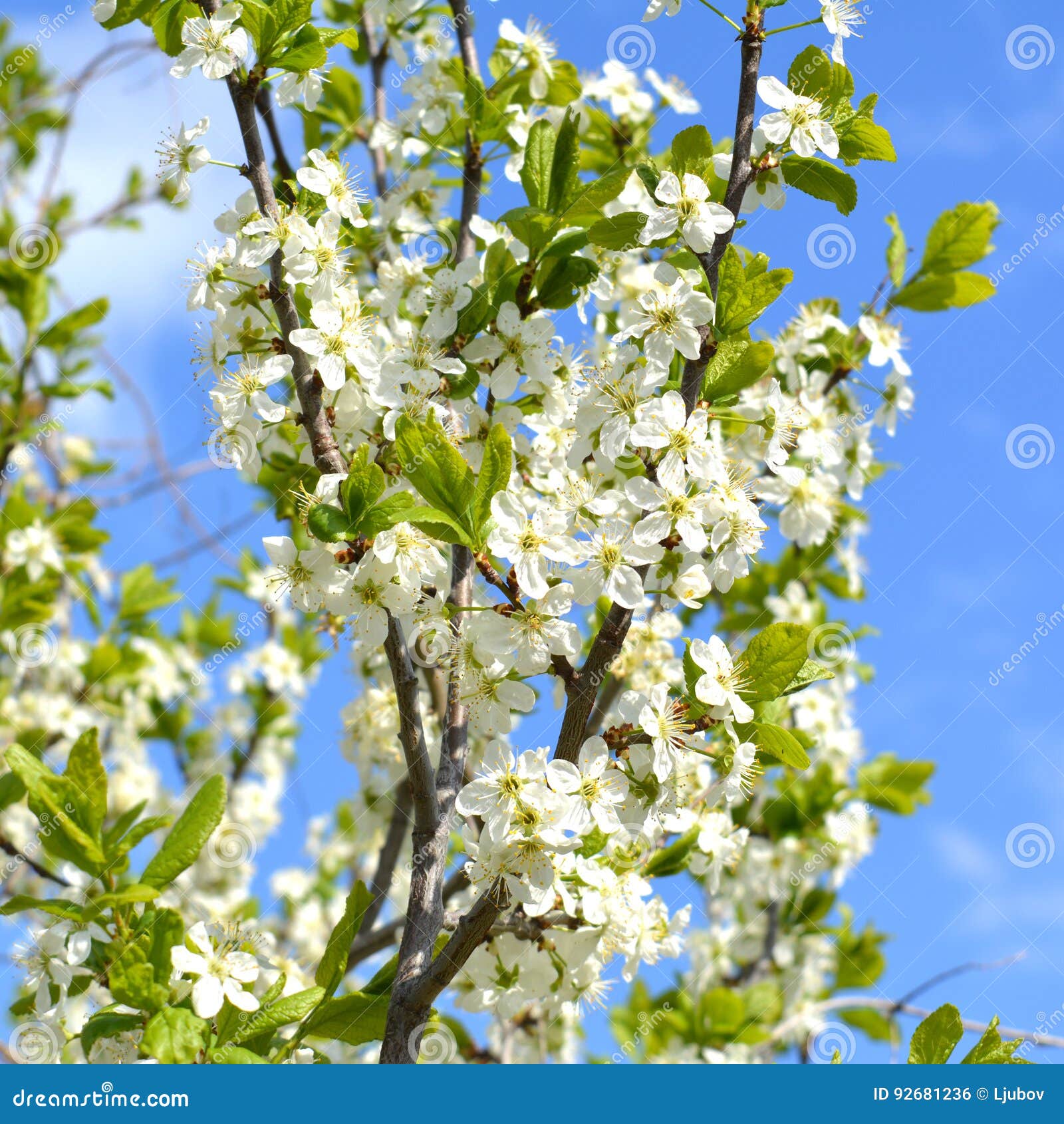 Branches of Blooming Plum Tree with White Flowers Against Blue Sky ...