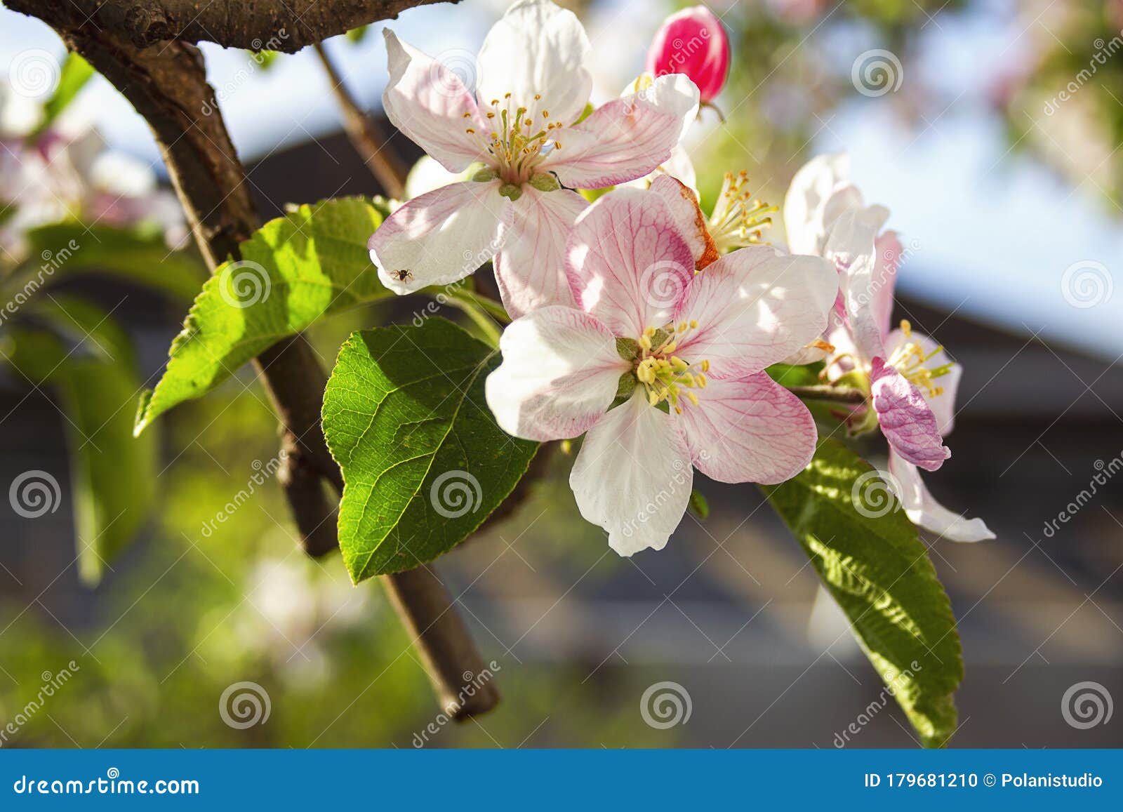 Branches of a Blossoming Apple Tree Close-up Stock Photo - Image of ...