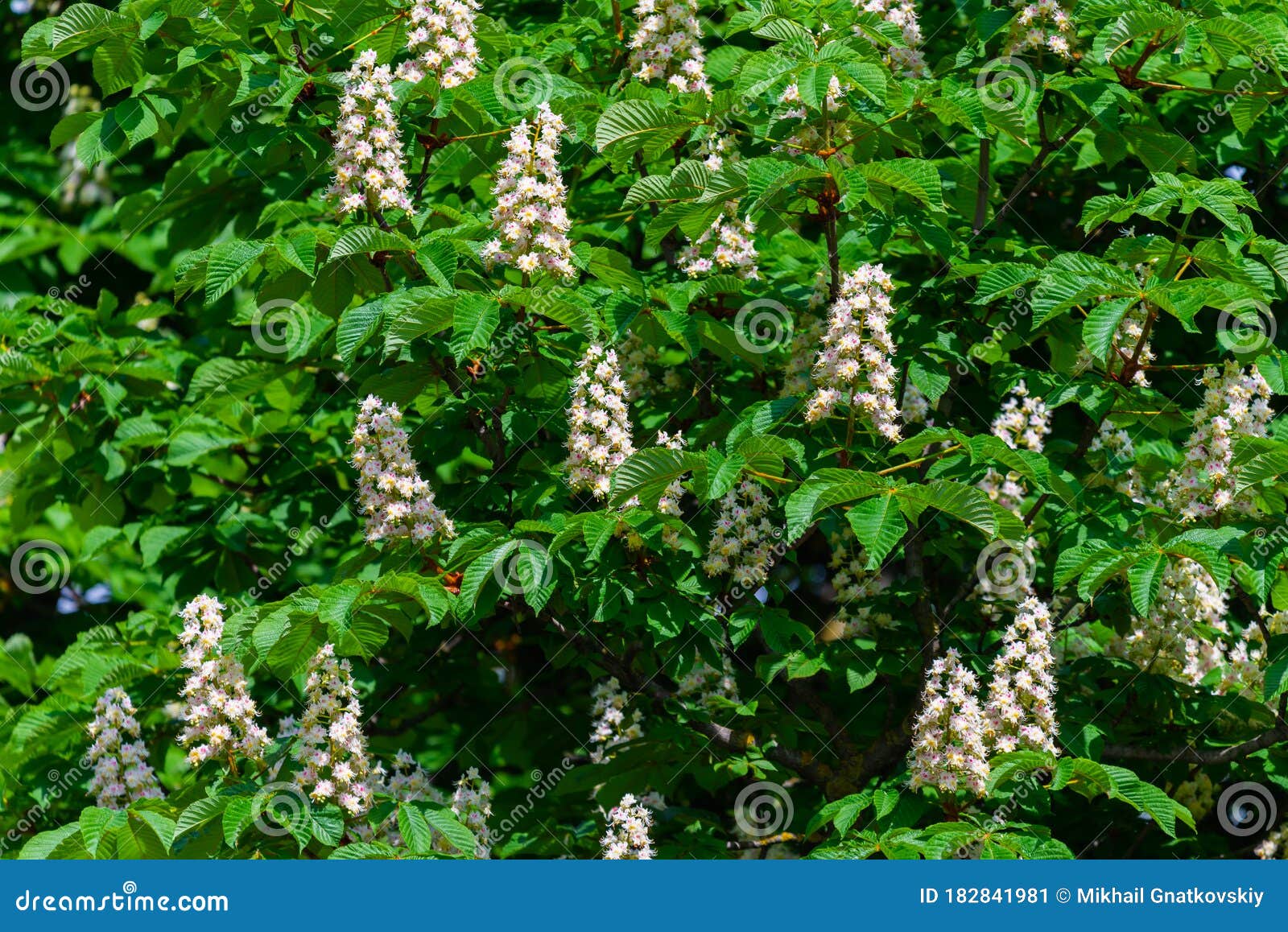 Branches of Blossoming Chestnut Tree. Spring in a City Stock Image ...